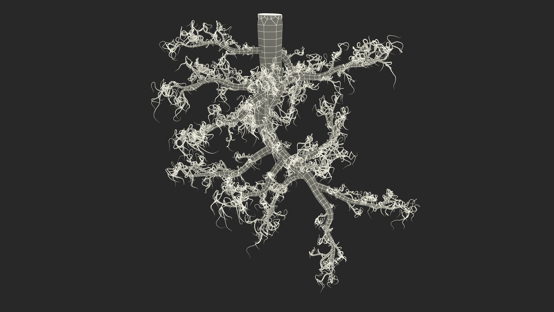 Plant Roots 3D Model - TurboSquid 2310779