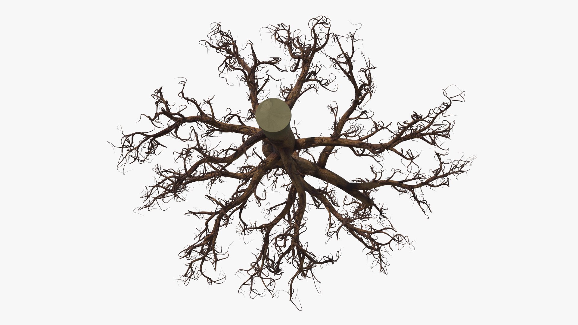 Plant Roots 3D Model - TurboSquid 2310779