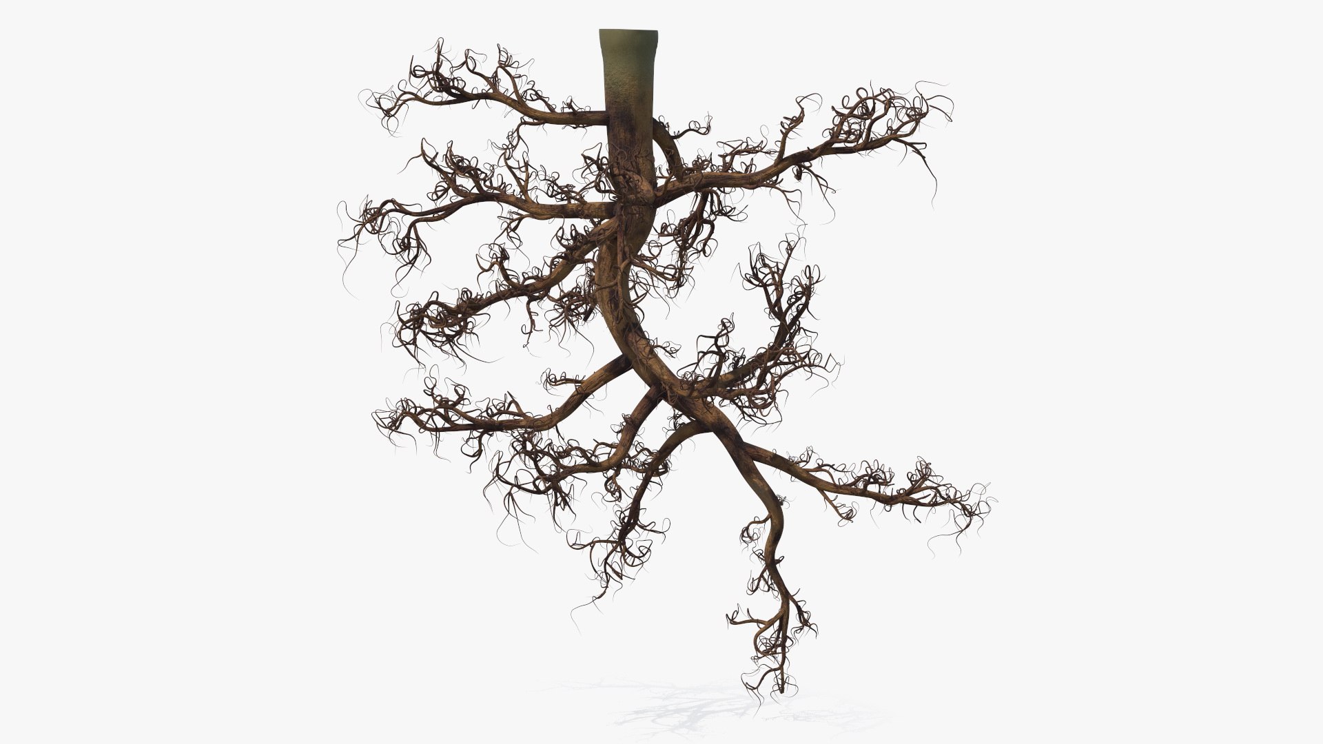 Plant Roots 3D Model - TurboSquid 2310779