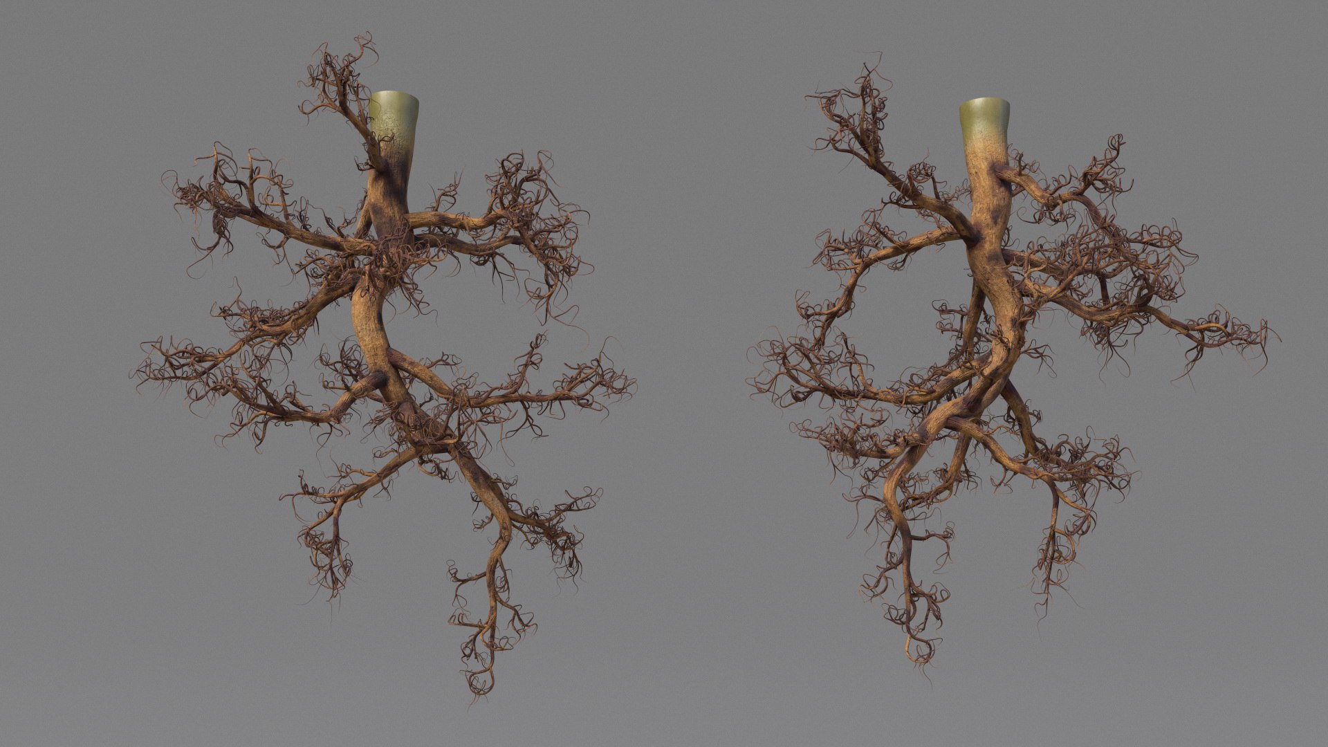 Plant Roots 3D Model - TurboSquid 2310779