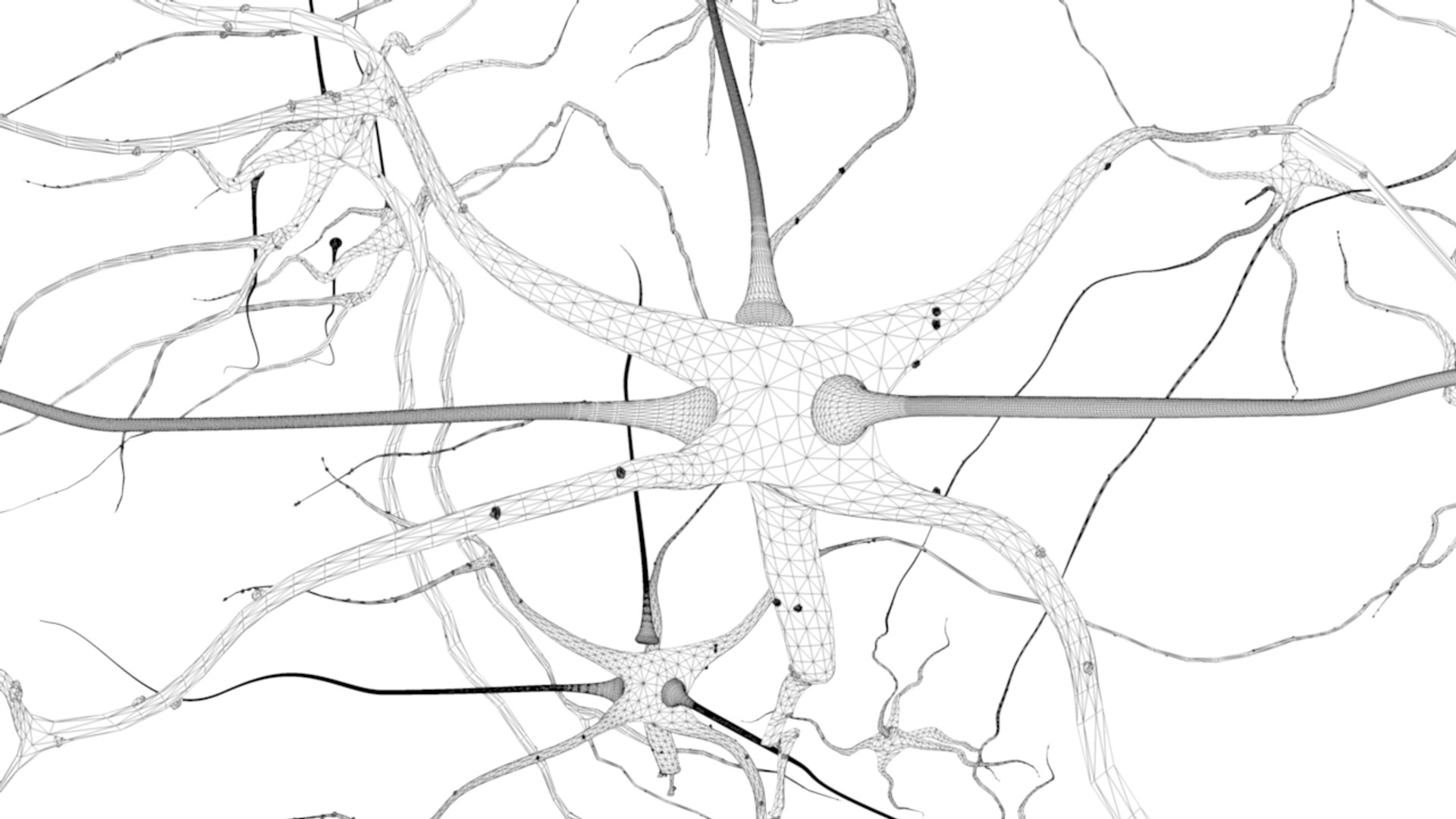 3D Nerves Receptors Model - TurboSquid 1187901