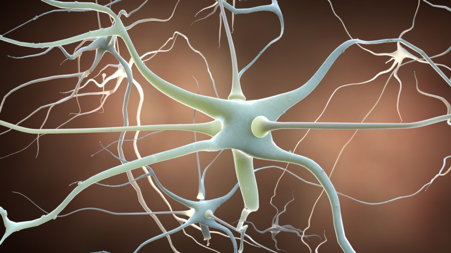 3D Nerves Receptors Model - TurboSquid 1187901