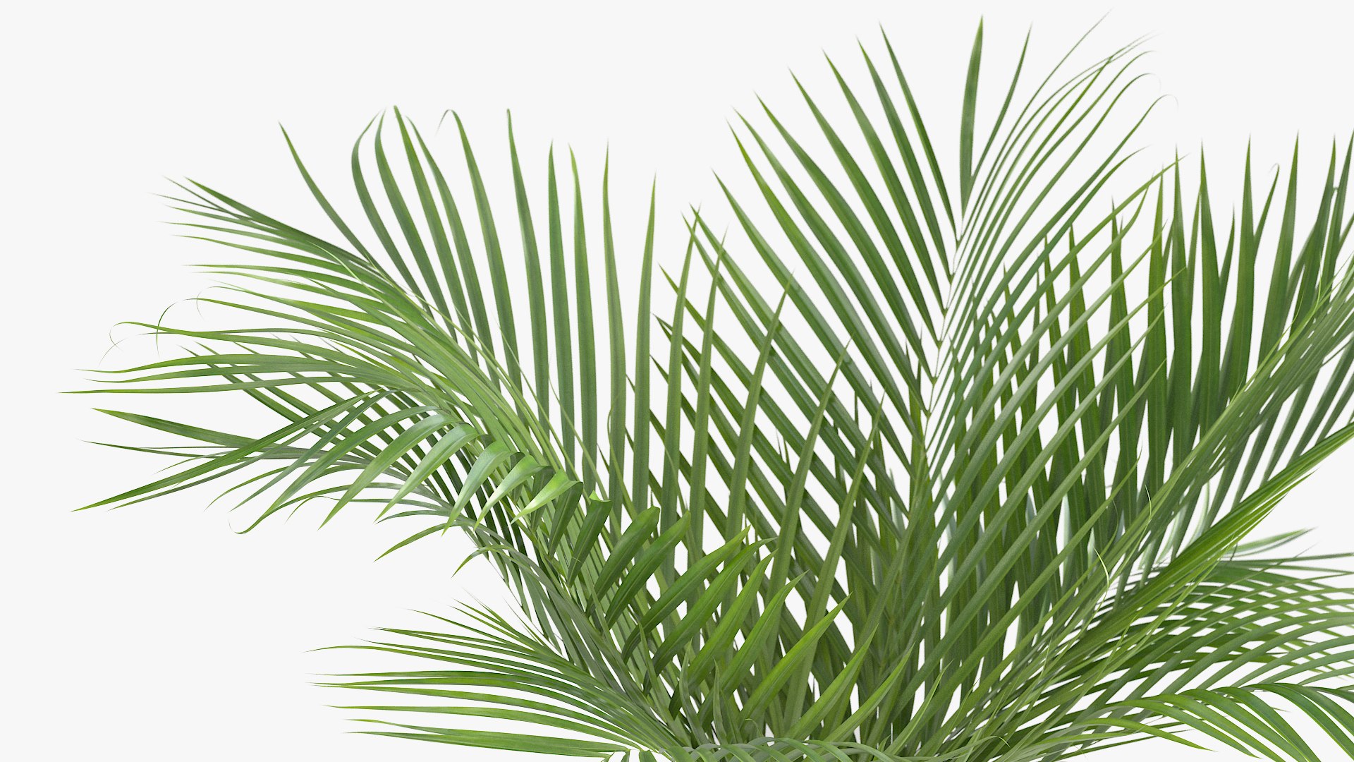 3D Palm Leaves - TurboSquid 1537974