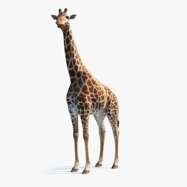 Stehende Haltung der afrikanischen Giraffe 3D-Modell - TurboSquid 1401212