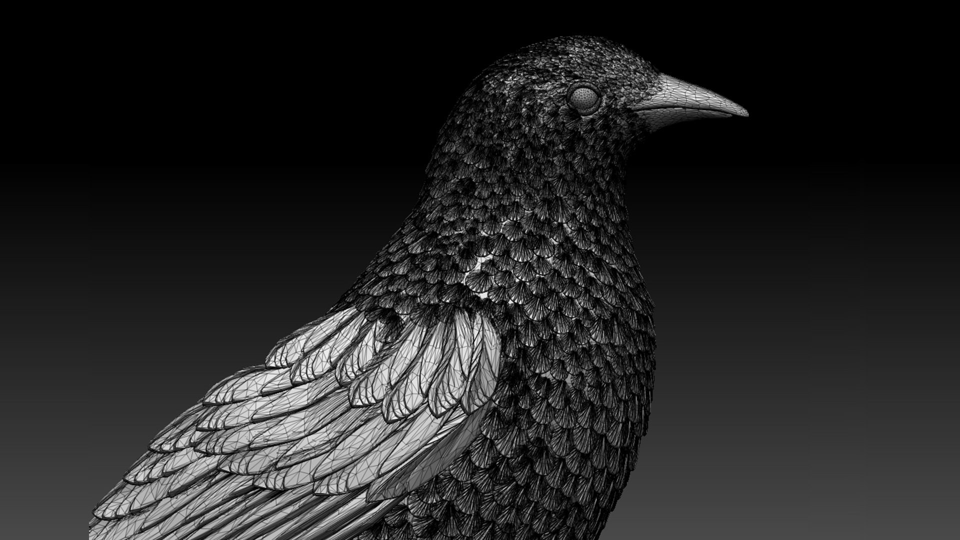 3D Magpie - TurboSquid 1765542