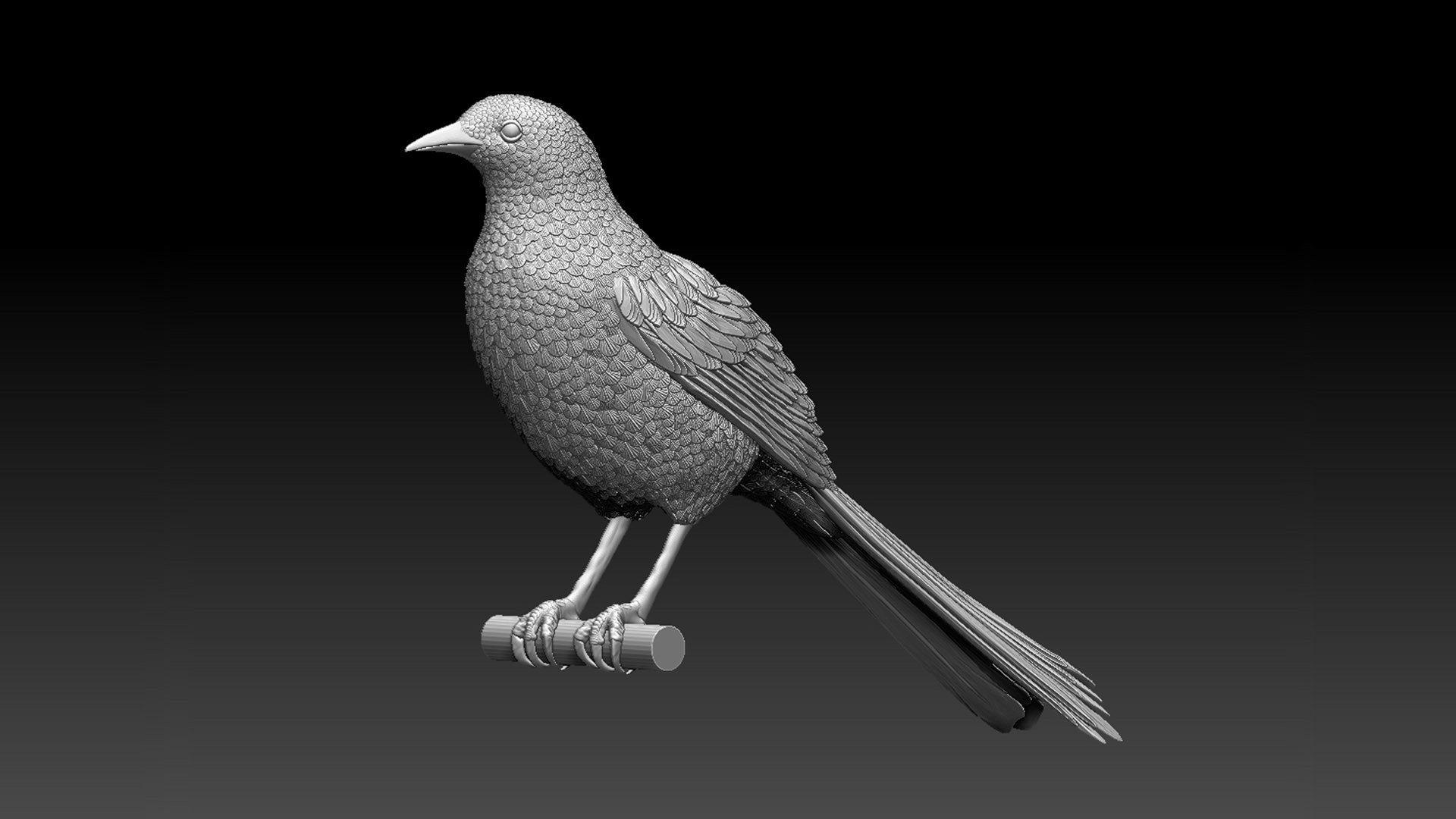3D Magpie - TurboSquid 1765542