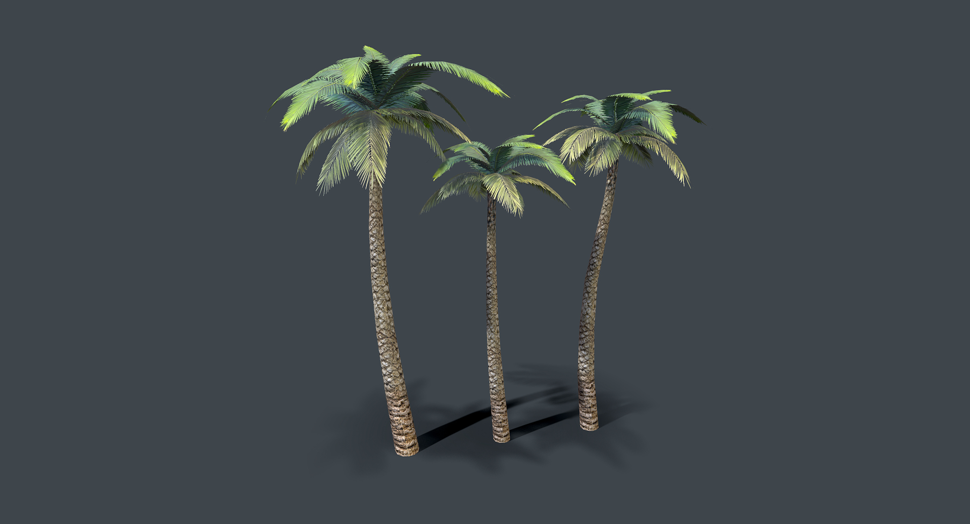 Ready Palm Tree 3D Model - TurboSquid 1456109