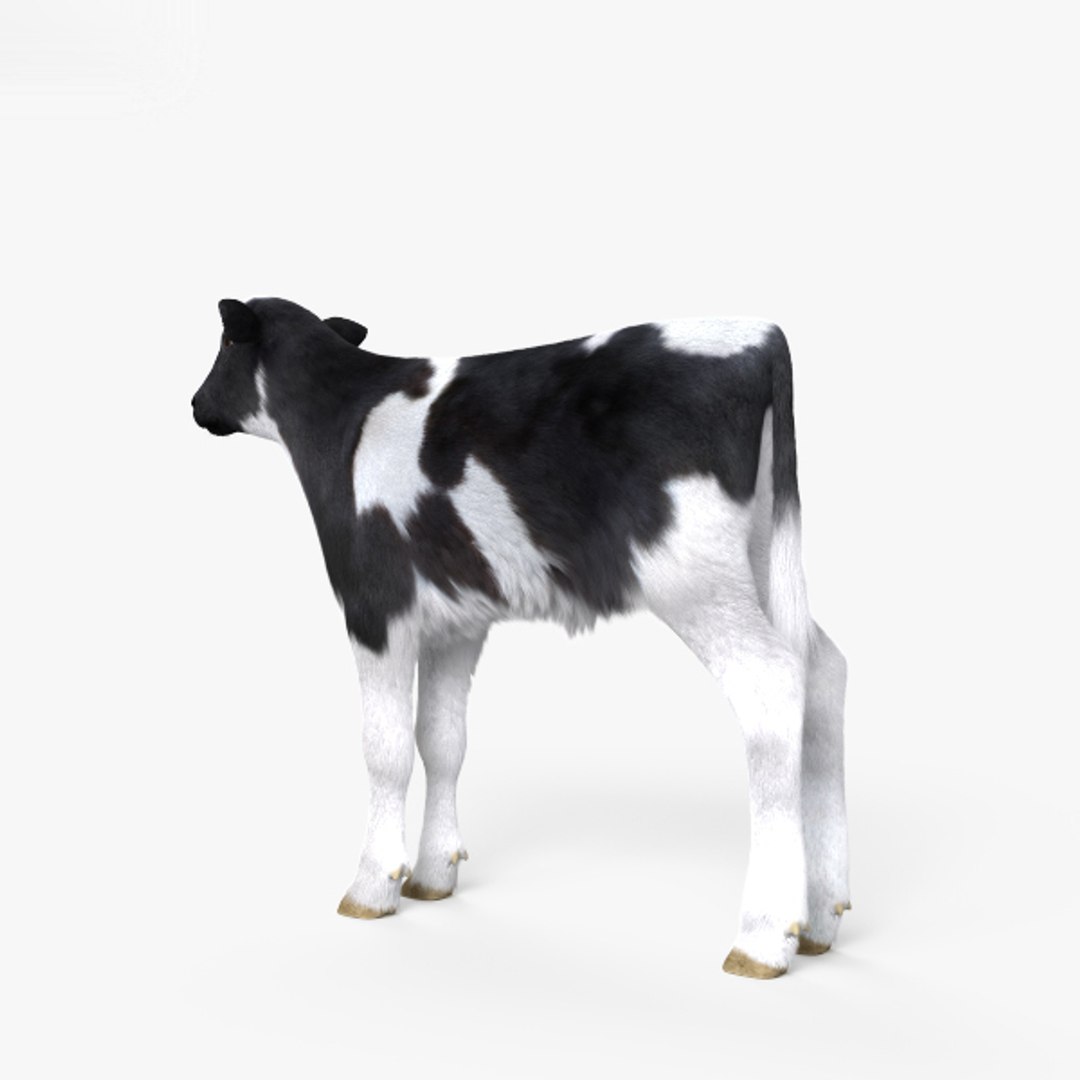 Calf Cow Cattle 3D Model - TurboSquid 1496243