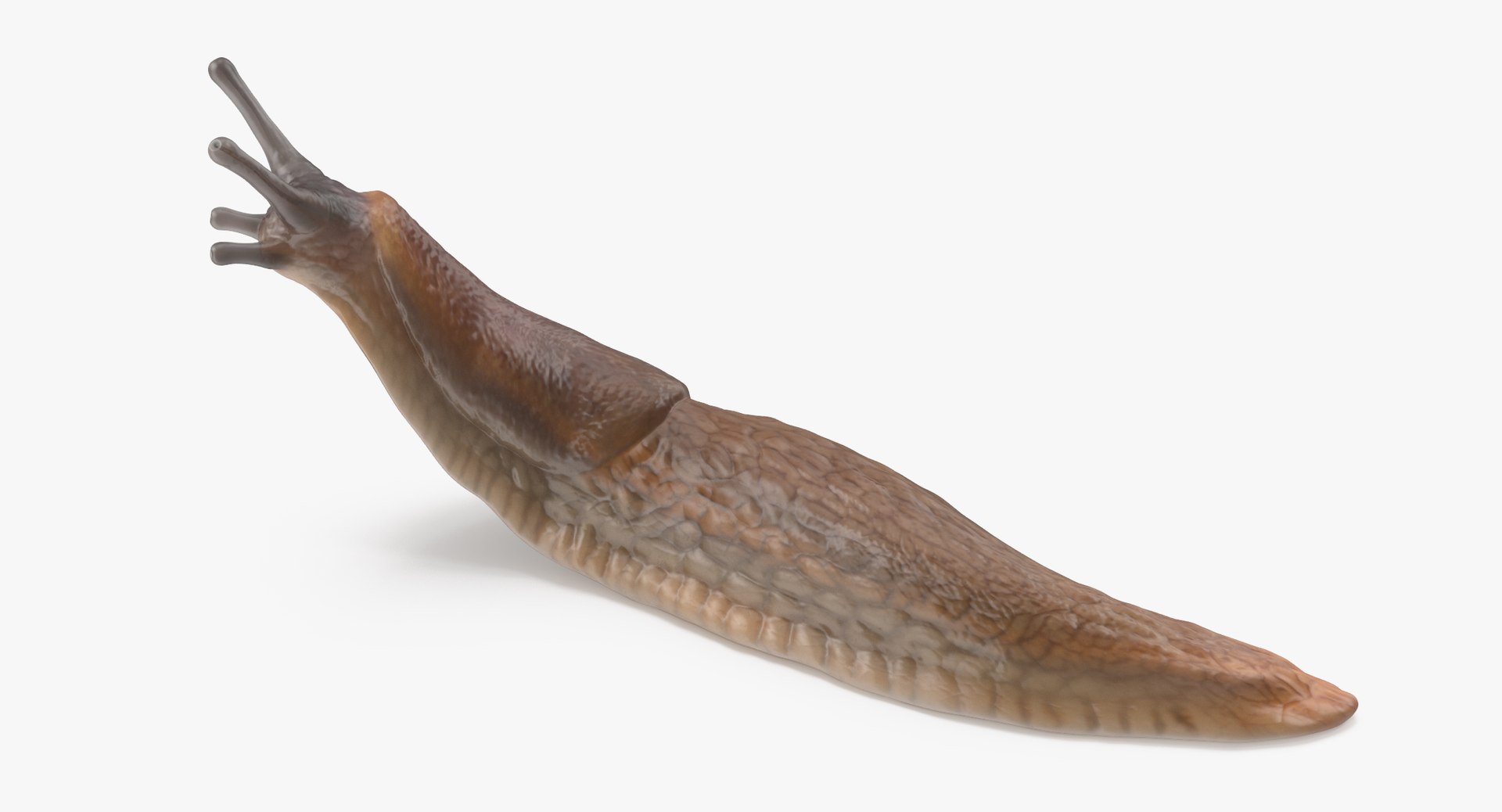 Slug 03 3d Model