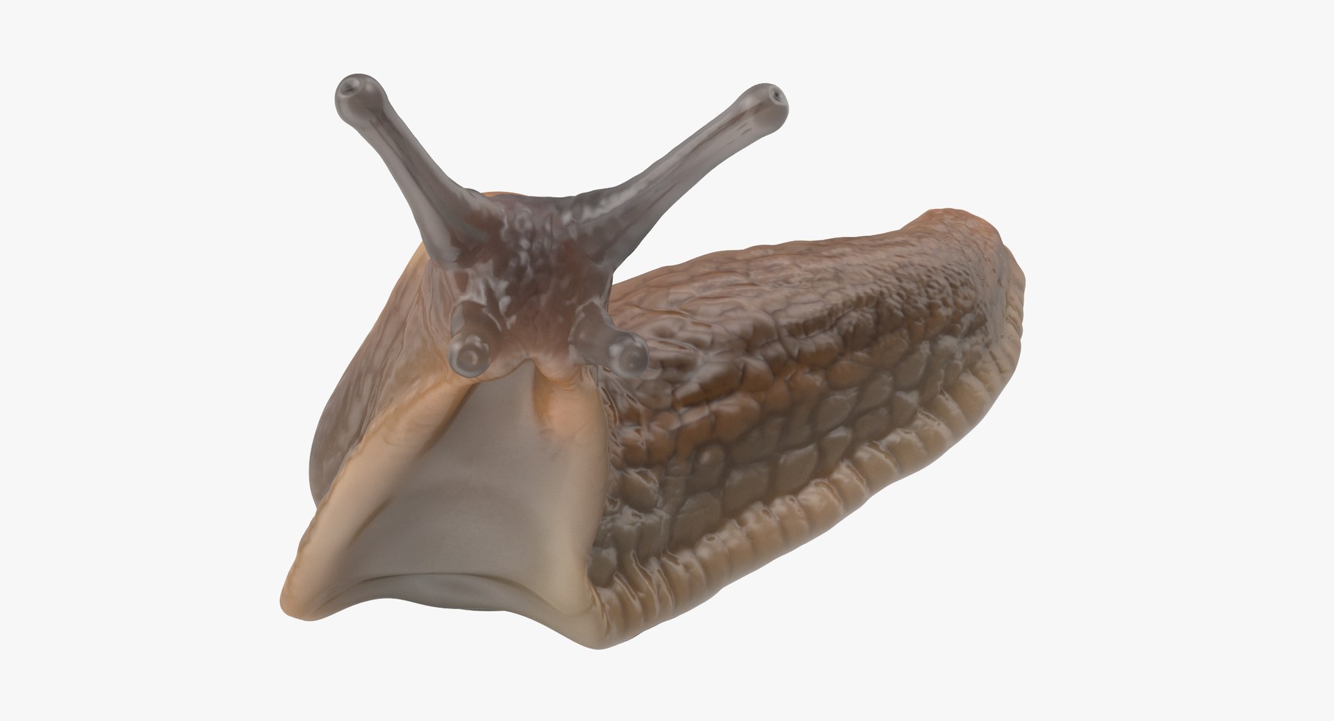 slug 03 3d model
