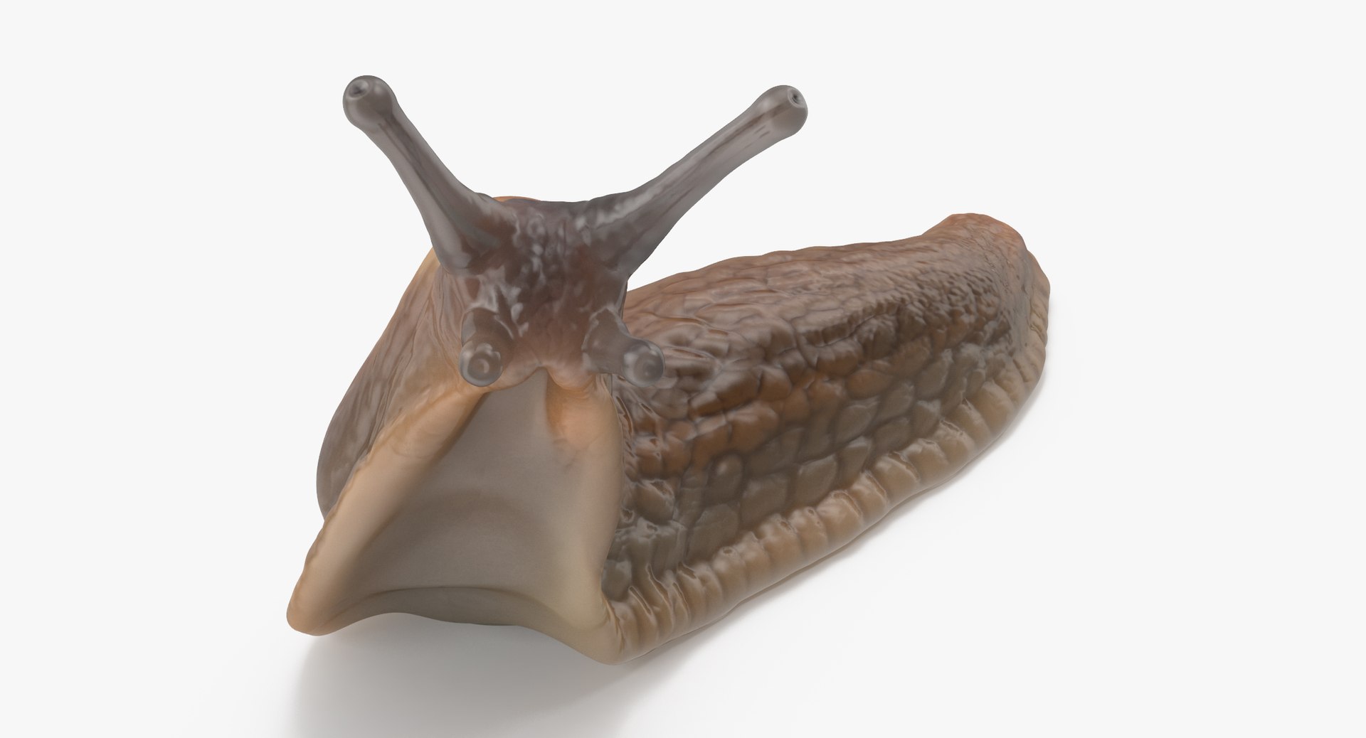 Slug 03 3d Model