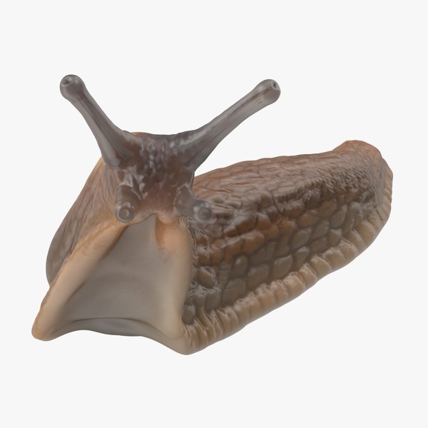 slug 01 3d model