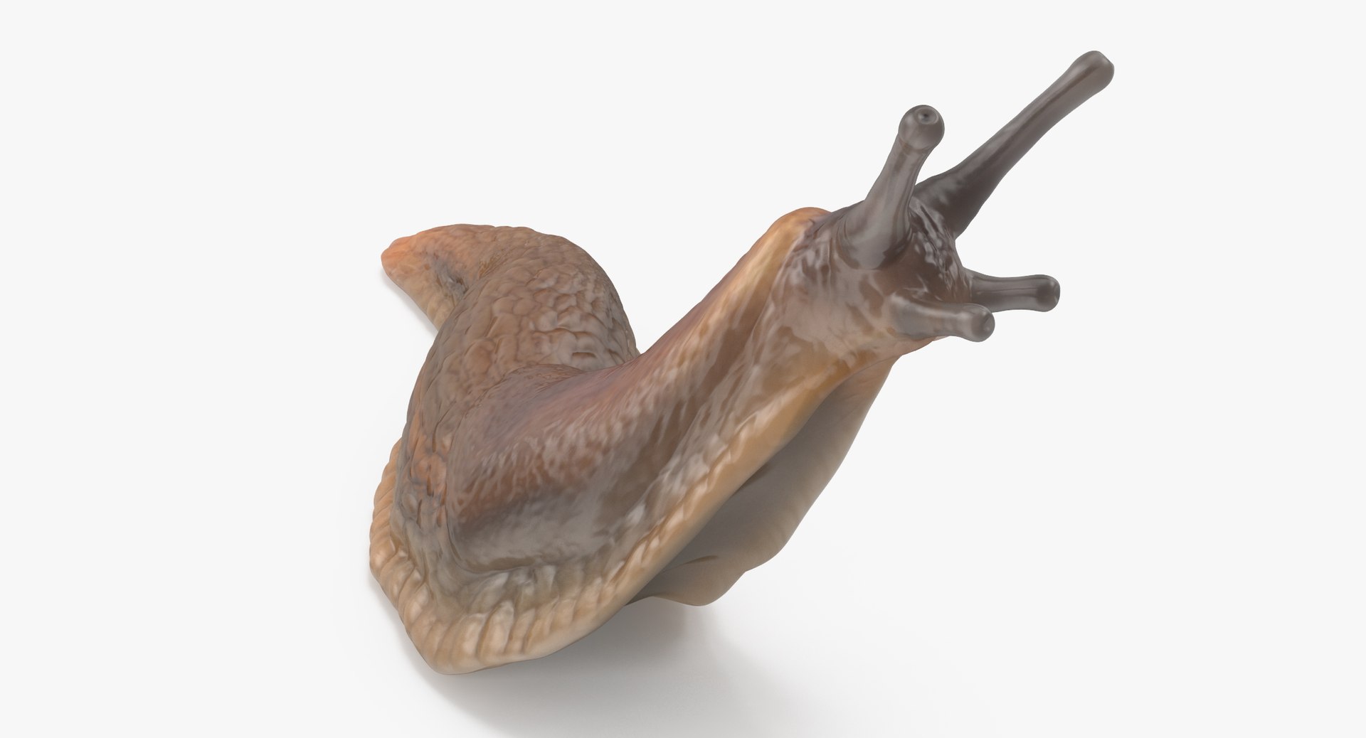 Slug 03 3d Model