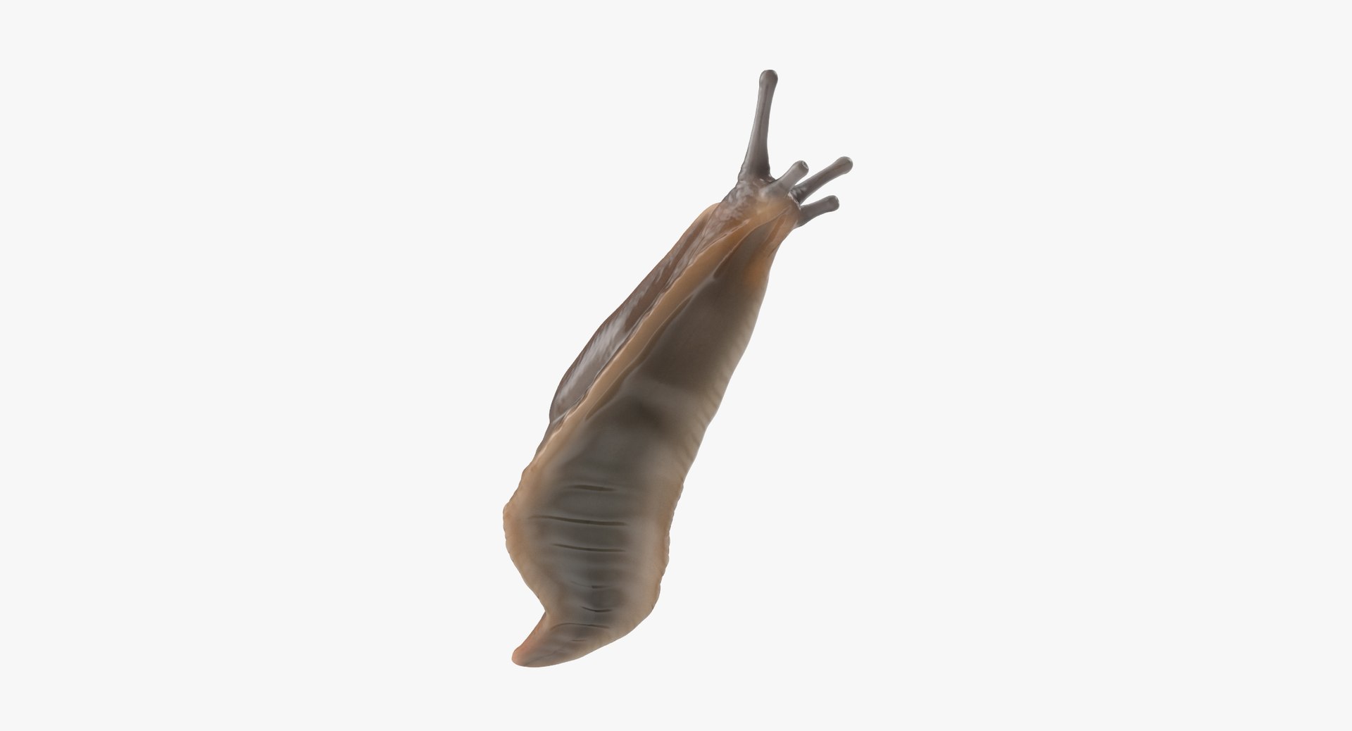 Slug 03 3d Model