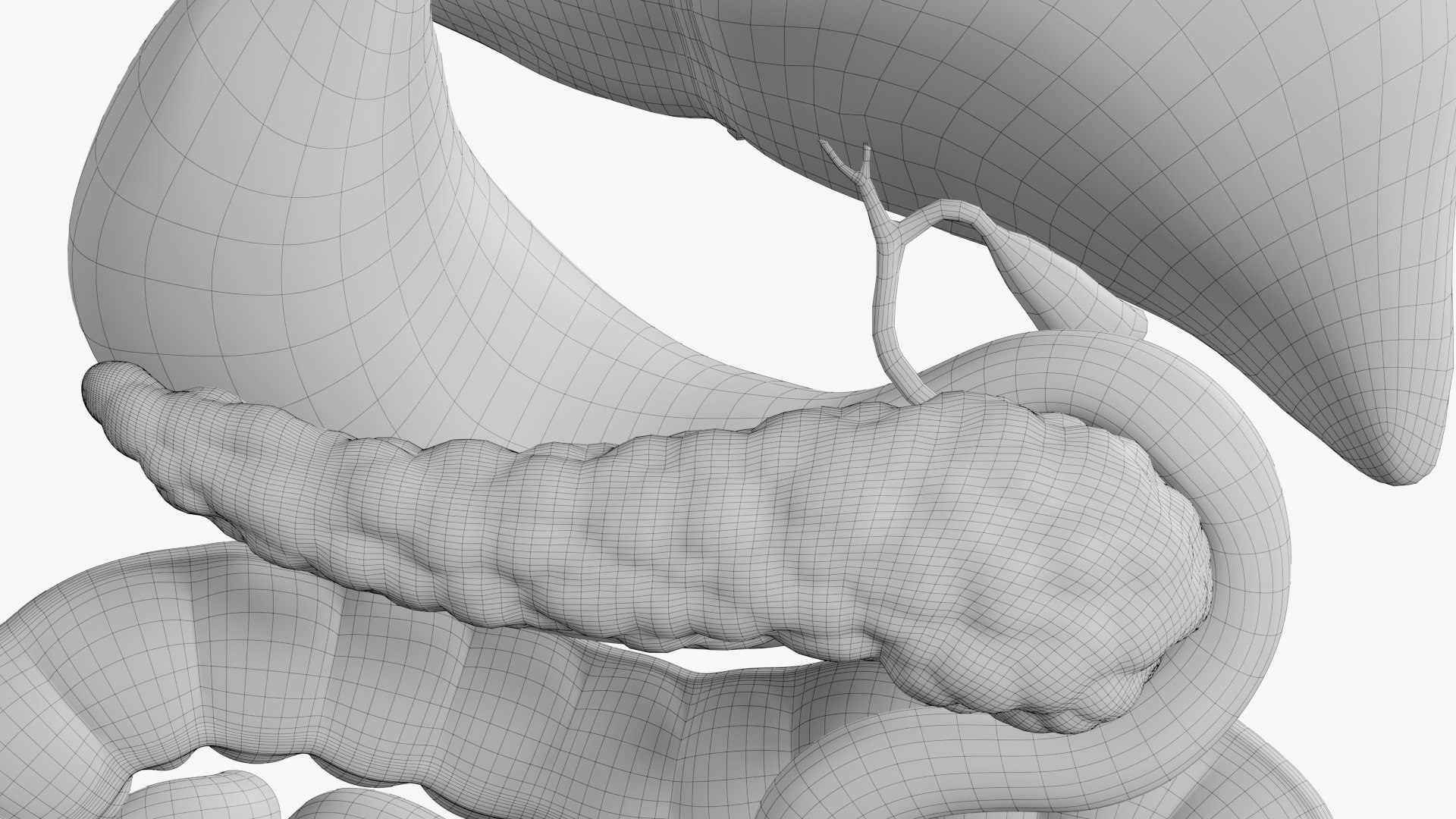 Human Digestive System Cartoon Color 3D Model - TurboSquid 1906702