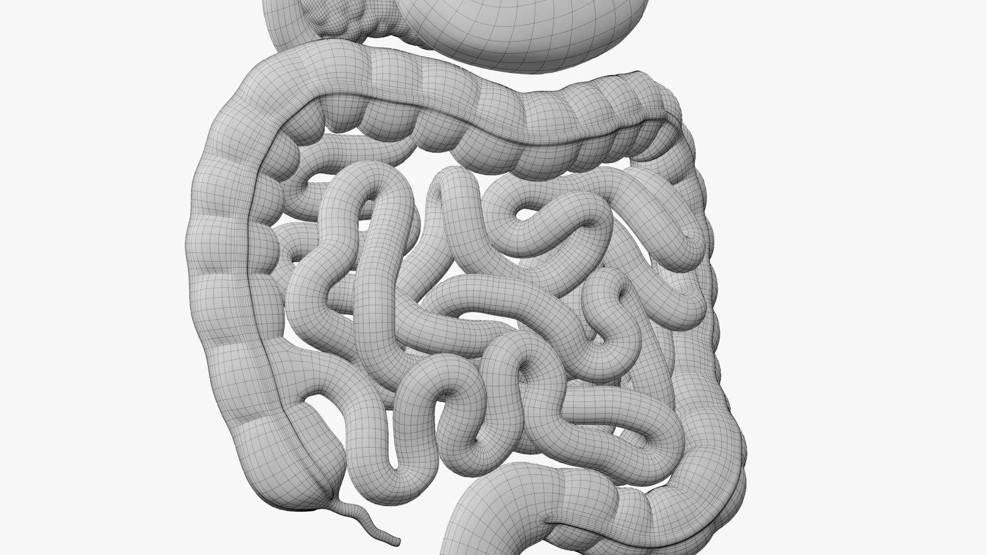 Human Digestive System Cartoon Color 3D Model - TurboSquid 1906702