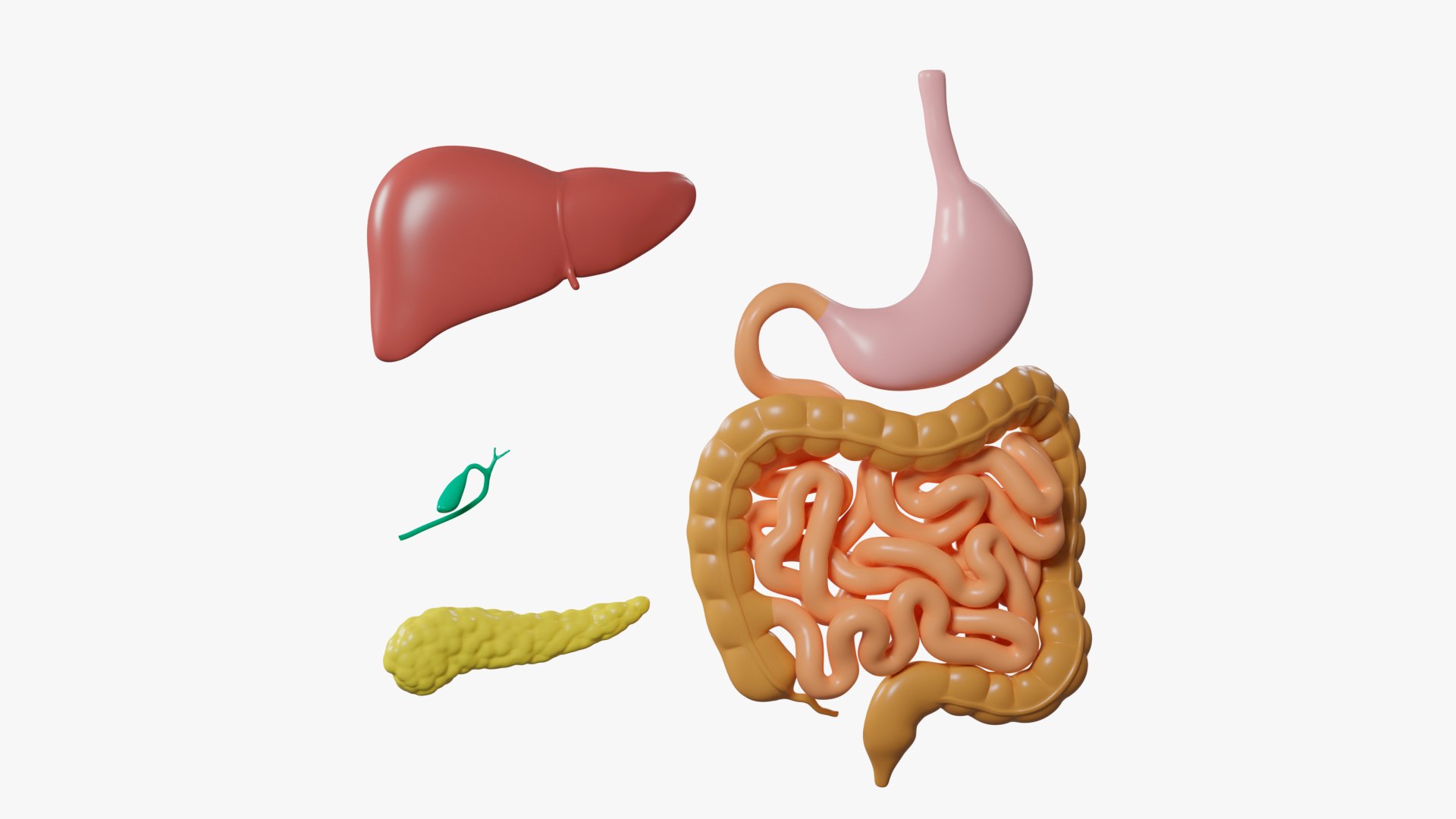Human Digestive System Cartoon Color 3D Model - TurboSquid 1906702