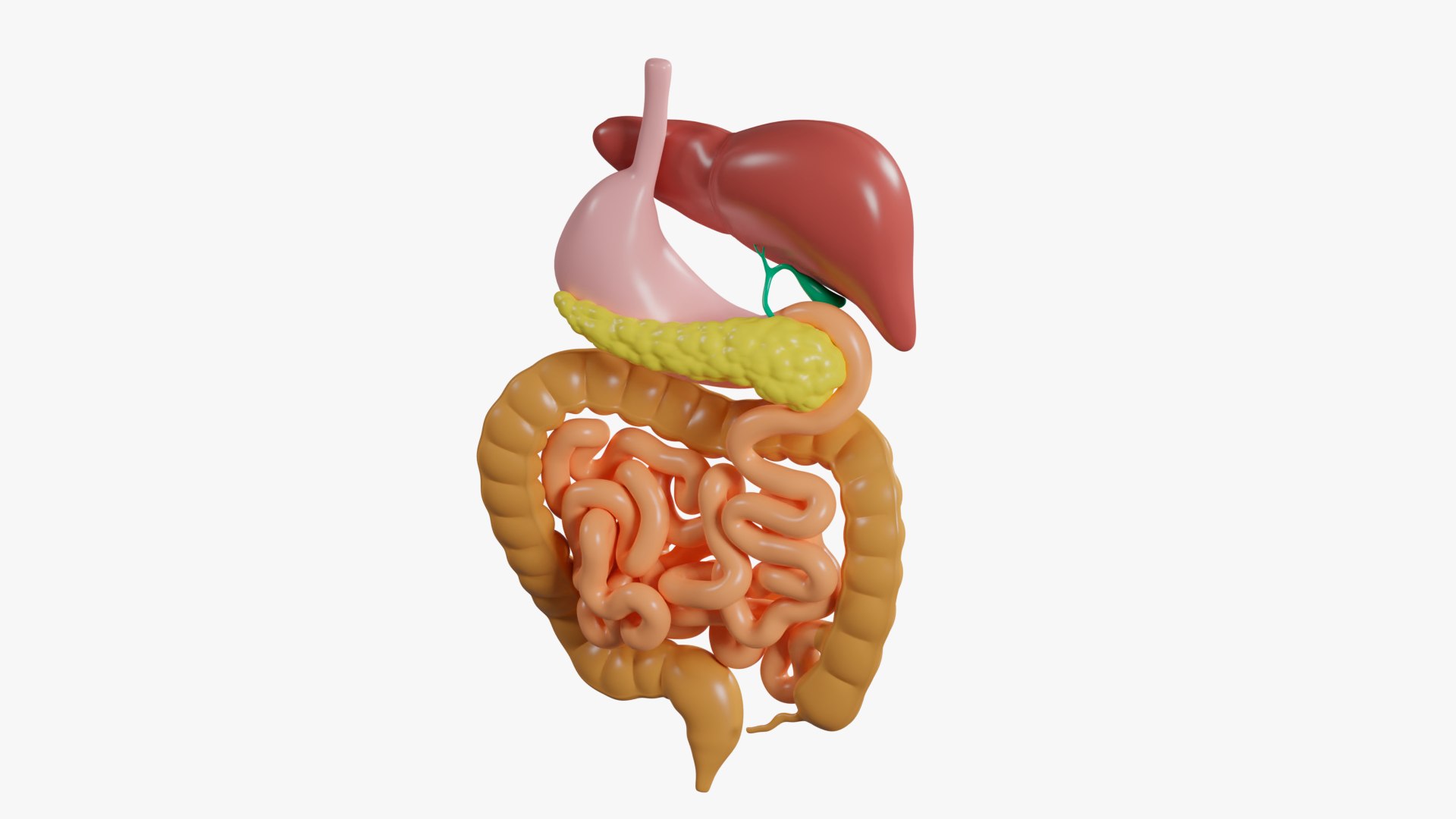 Human Digestive System Cartoon Color 3D Model - TurboSquid 1906702
