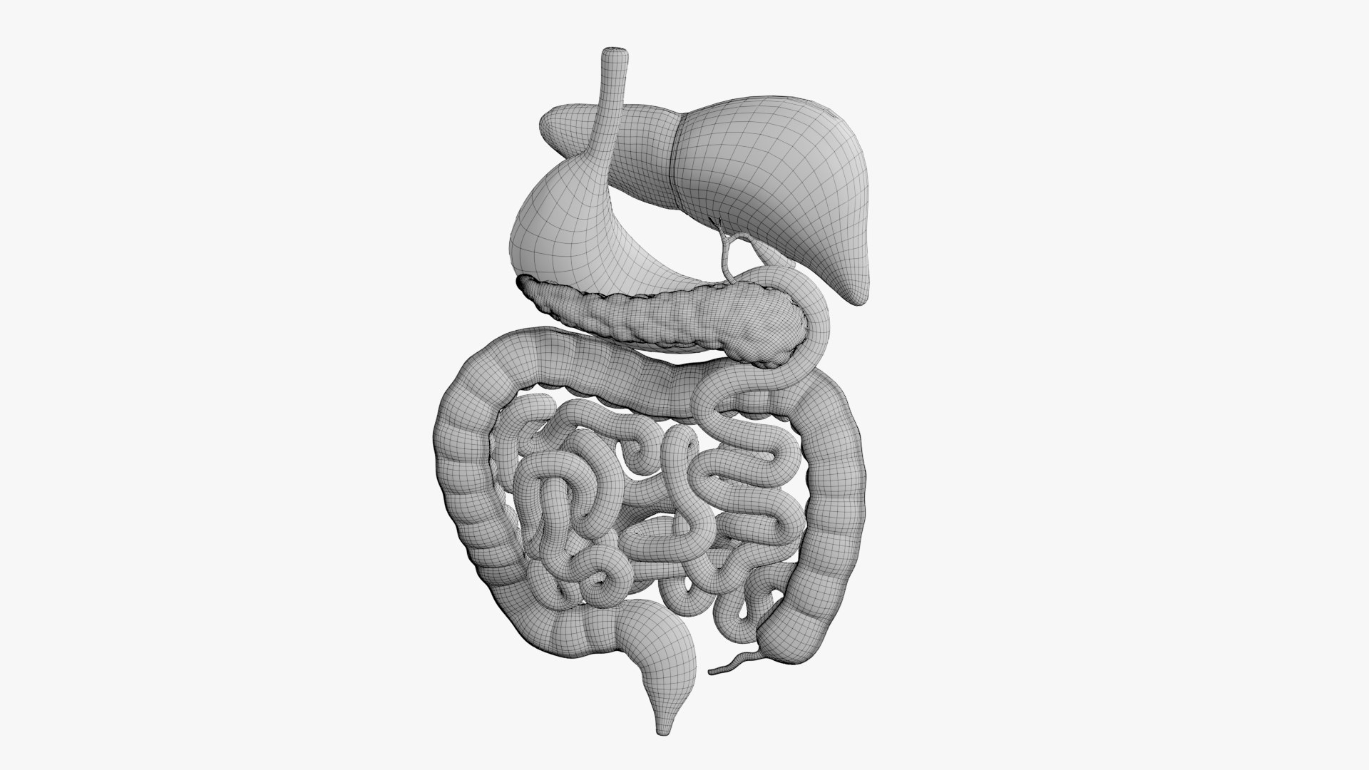 Human Digestive System Cartoon Color 3D Model - TurboSquid 1906702