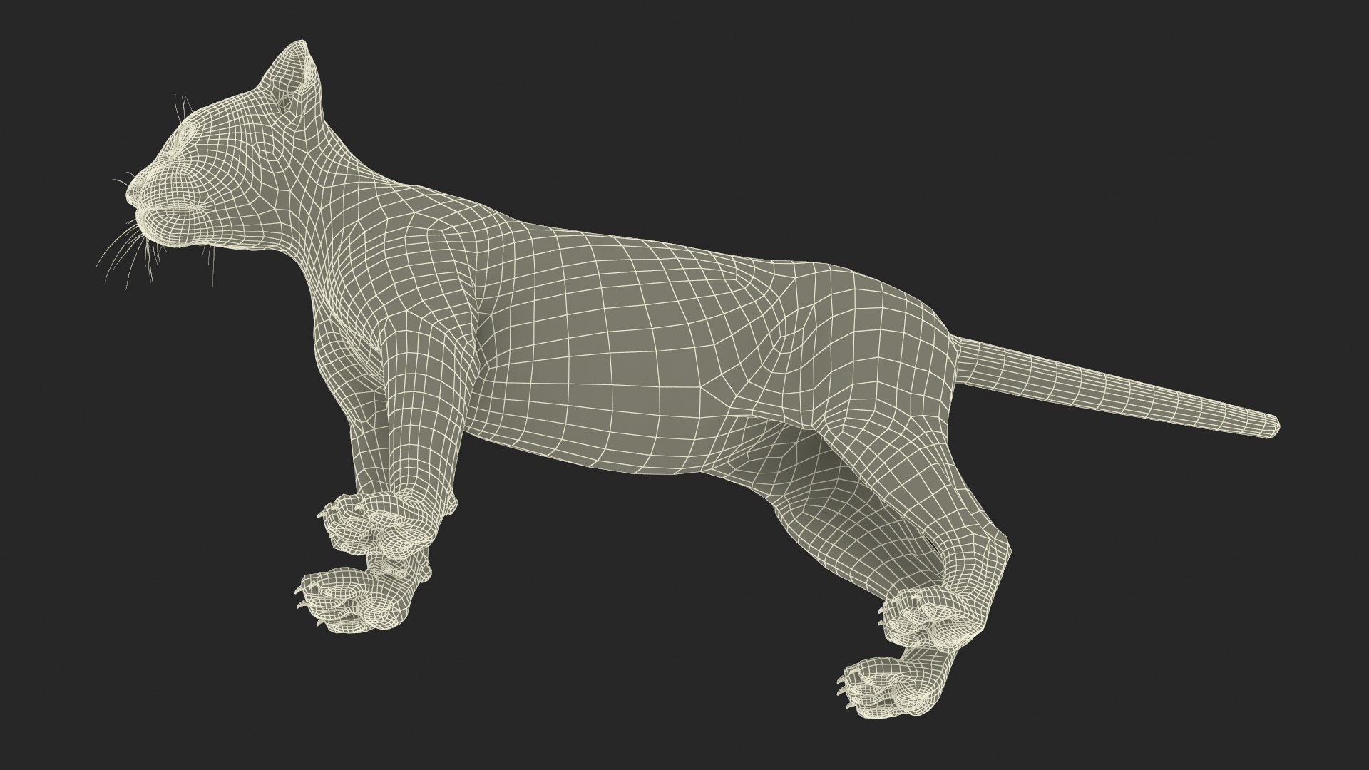 3D Puma Cub Playing Animated Rigged - TurboSquid 2407533