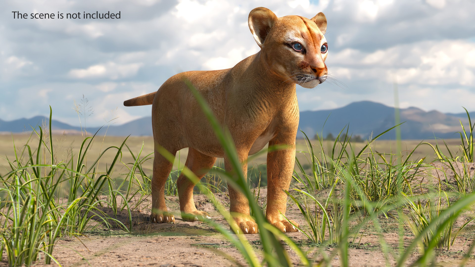 3D Puma Cub Playing Animated Rigged - TurboSquid 2407533