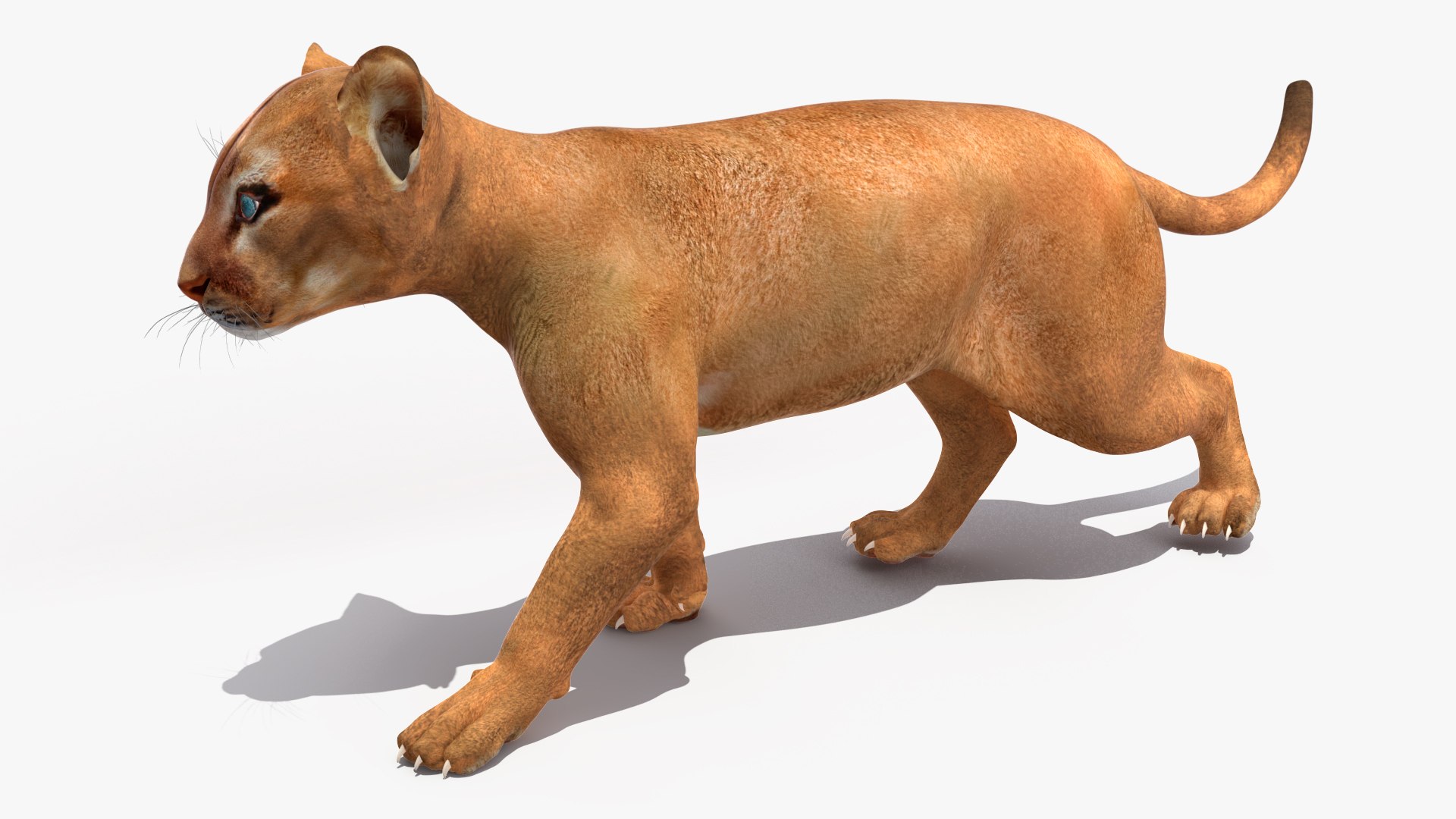 3D Puma Cub Playing Animated Rigged - TurboSquid 2407533