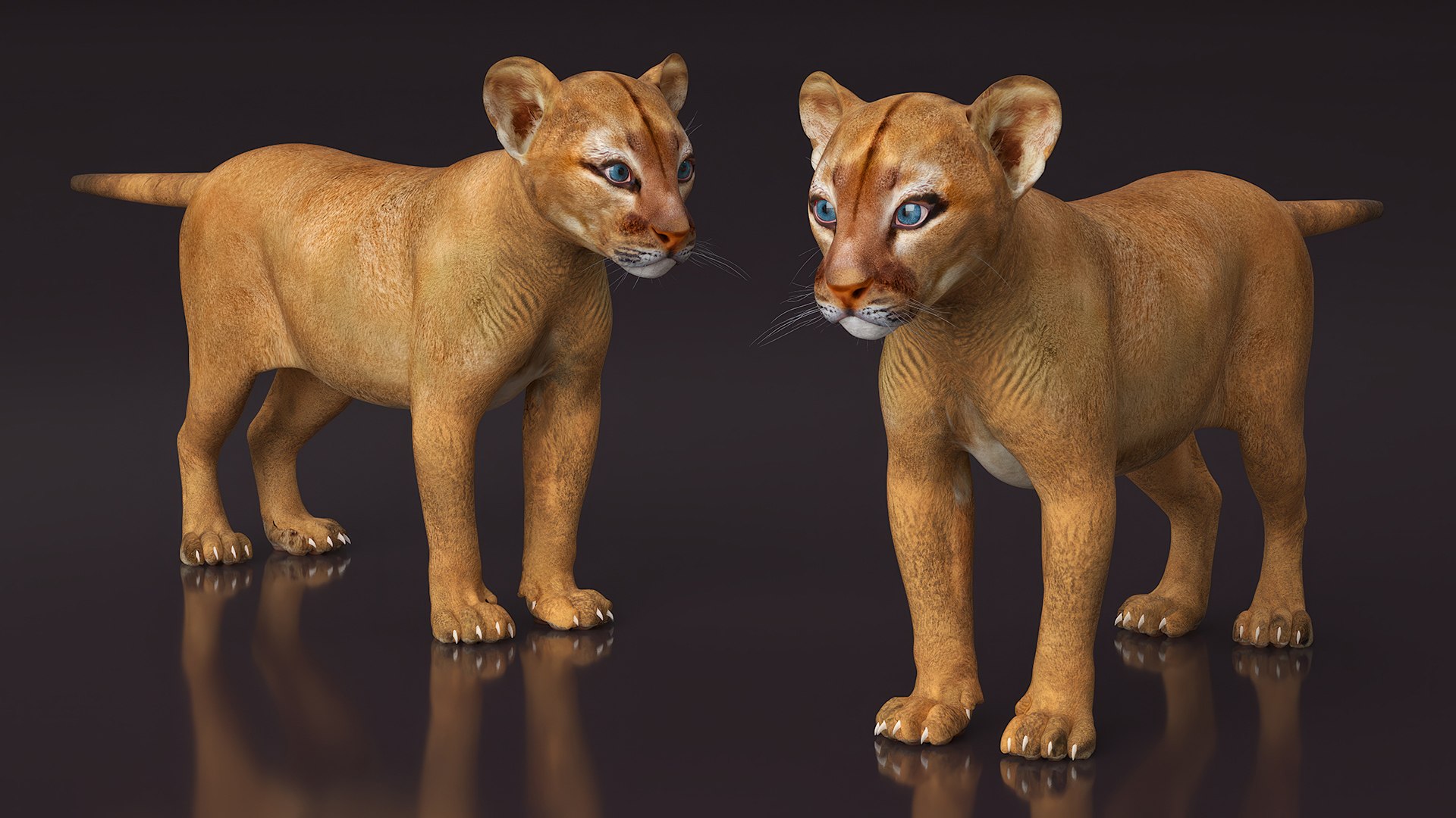 3D Puma Cub Playing Animated Rigged - TurboSquid 2407533