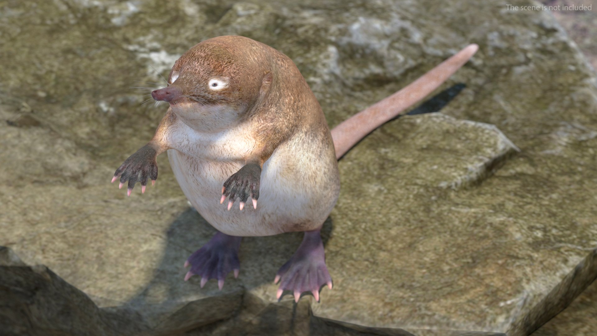 Desmana Moschata Rigged For Maya 3D - TurboSquid 2221235