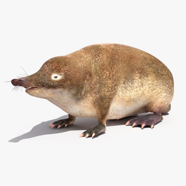 modelo 3d Desmana Moschata preparada para Maya - TurboSquid 2221235