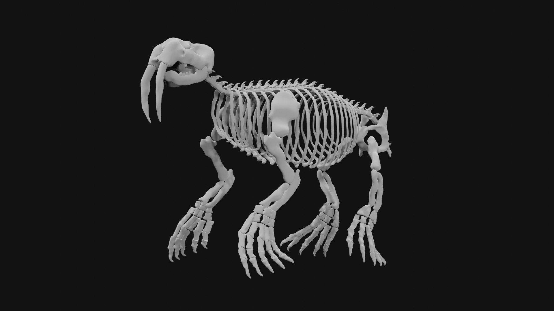Walrus Skeleton 3D Model - TurboSquid 1969532