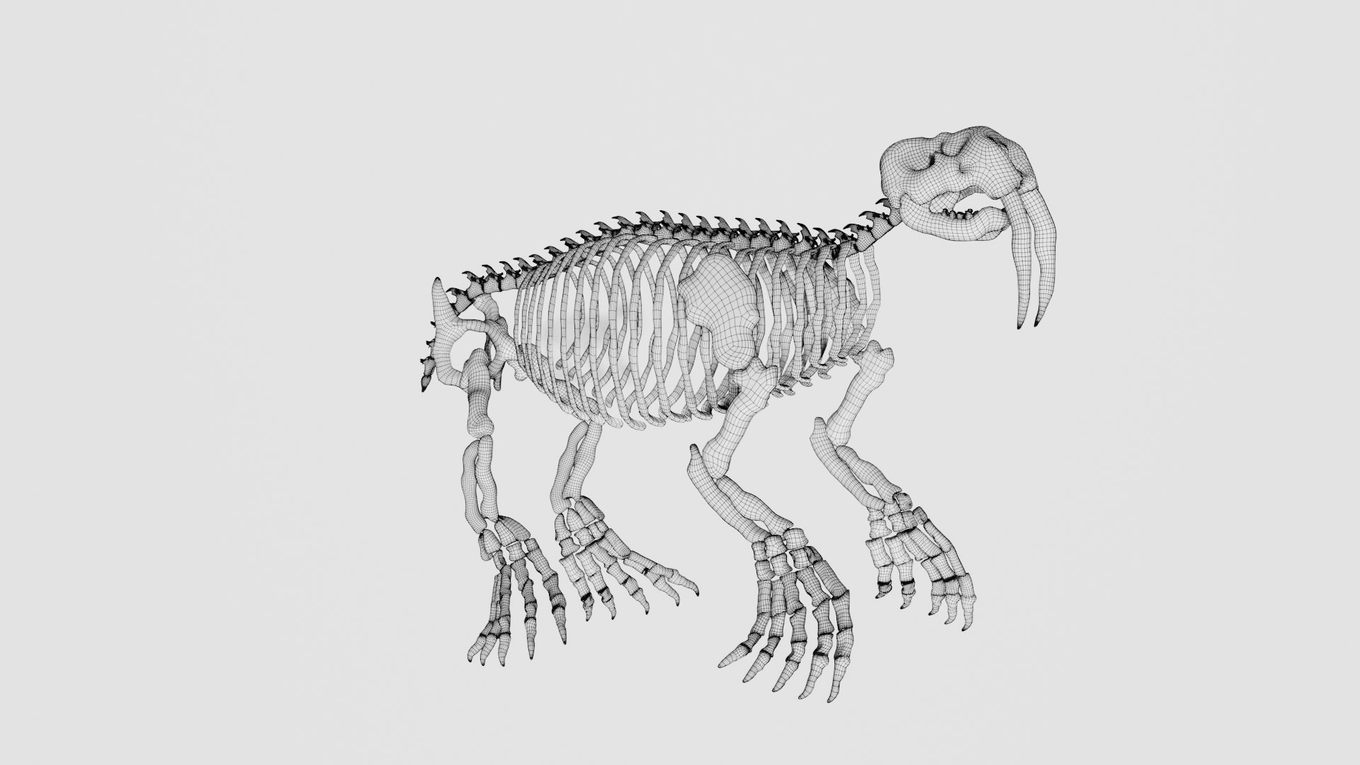 Walrus Skeleton 3D Model - TurboSquid 1969532