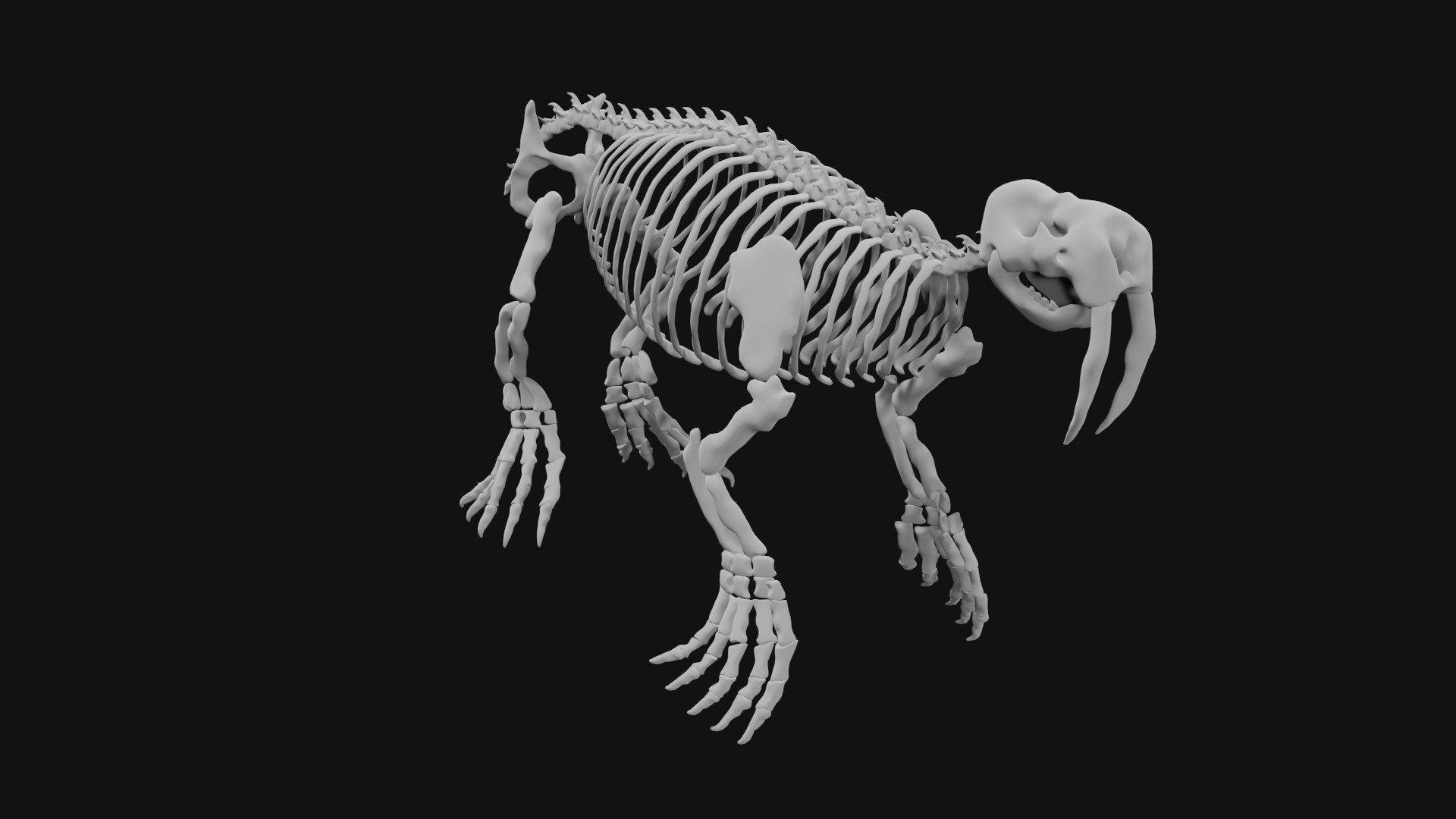 Walrus Skeleton 3D Model - TurboSquid 1969532