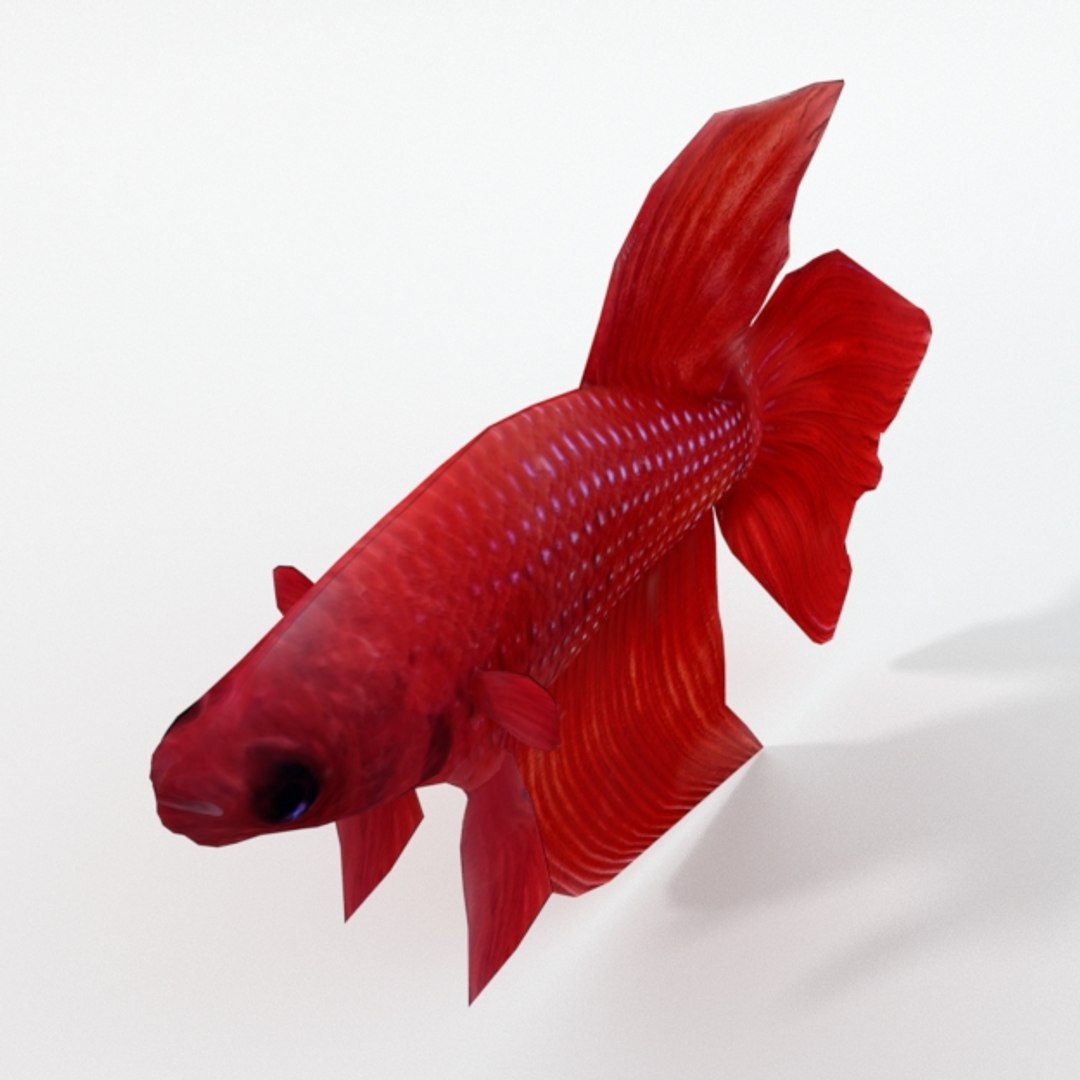 Betta fish 3D model - TurboSquid 1400280