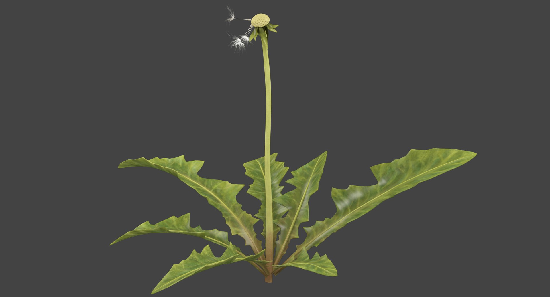 Dandelion Old 3D - TurboSquid 1191325