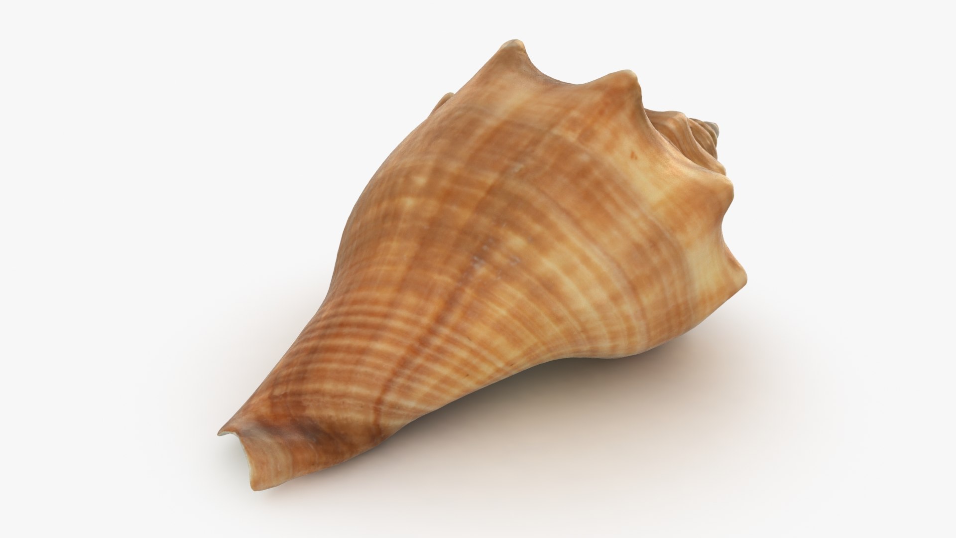 Sea Shell Seashell 3D Model - TurboSquid 1701035