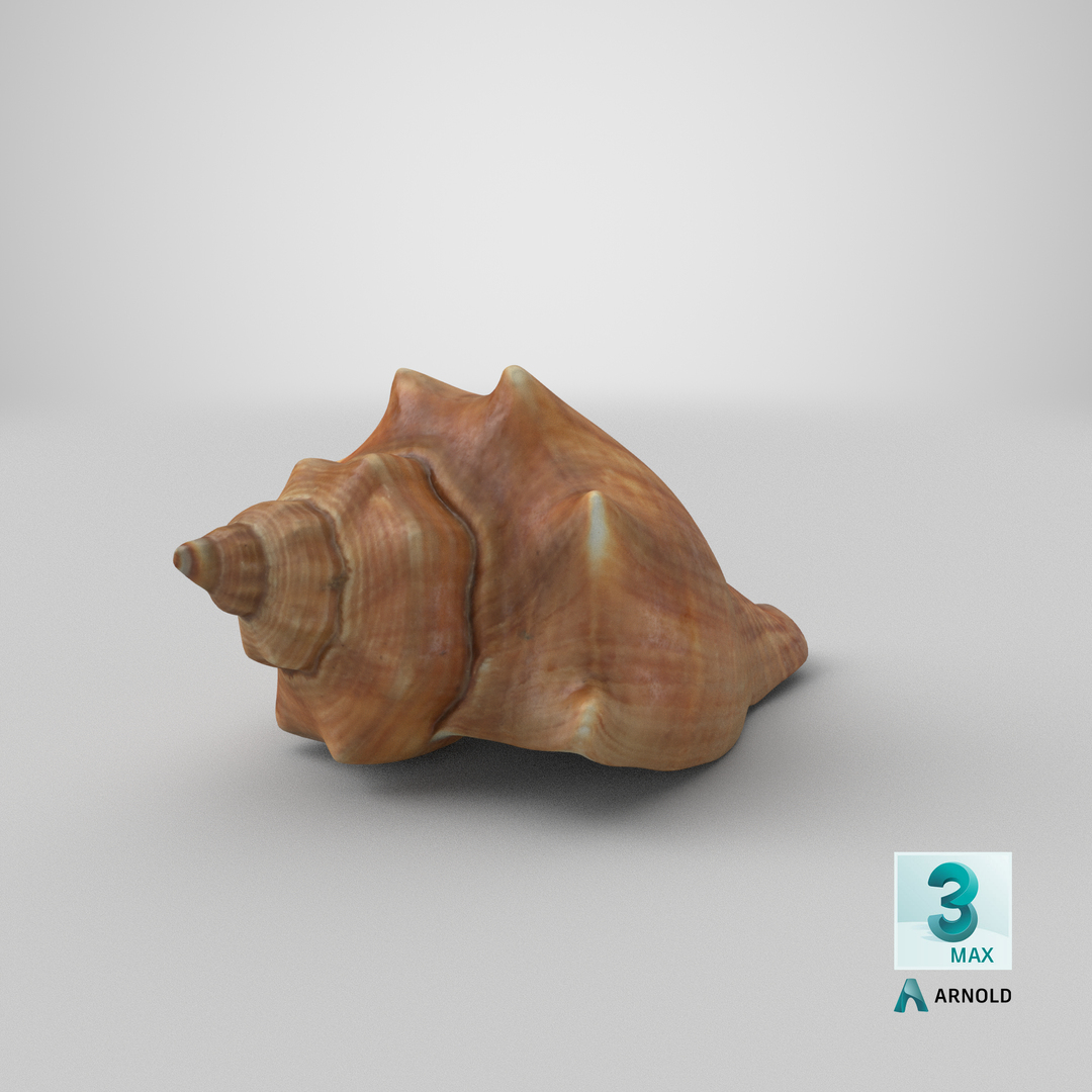 Sea shell seashell 3D model - TurboSquid 1701035