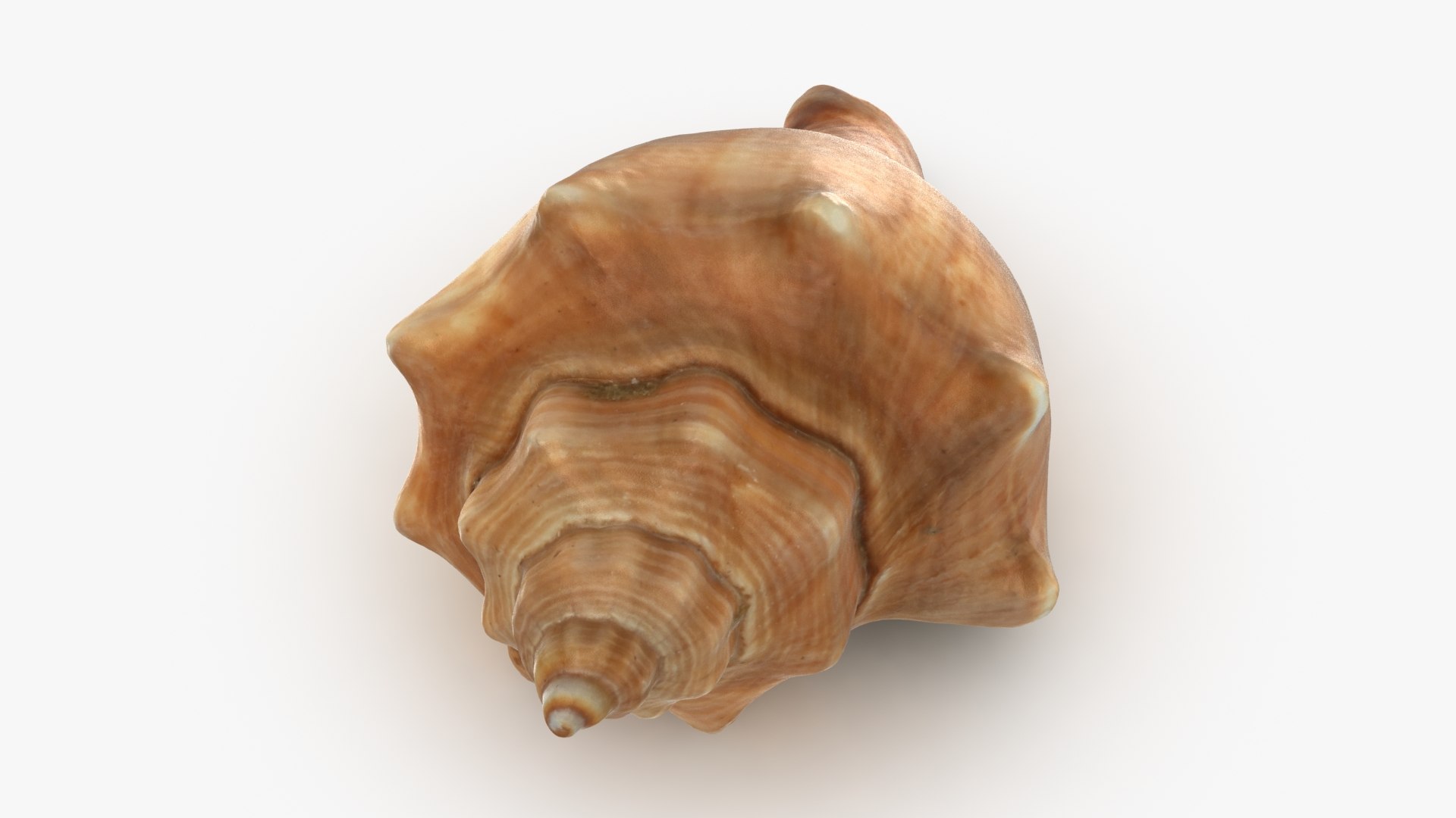 Sea Shell Seashell 3D Model - TurboSquid 1701035
