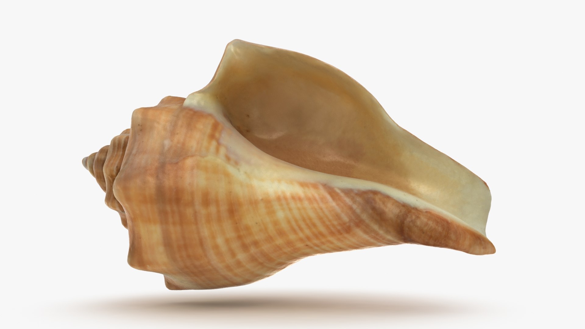 Sea shell seashell 3D model - TurboSquid 1701035