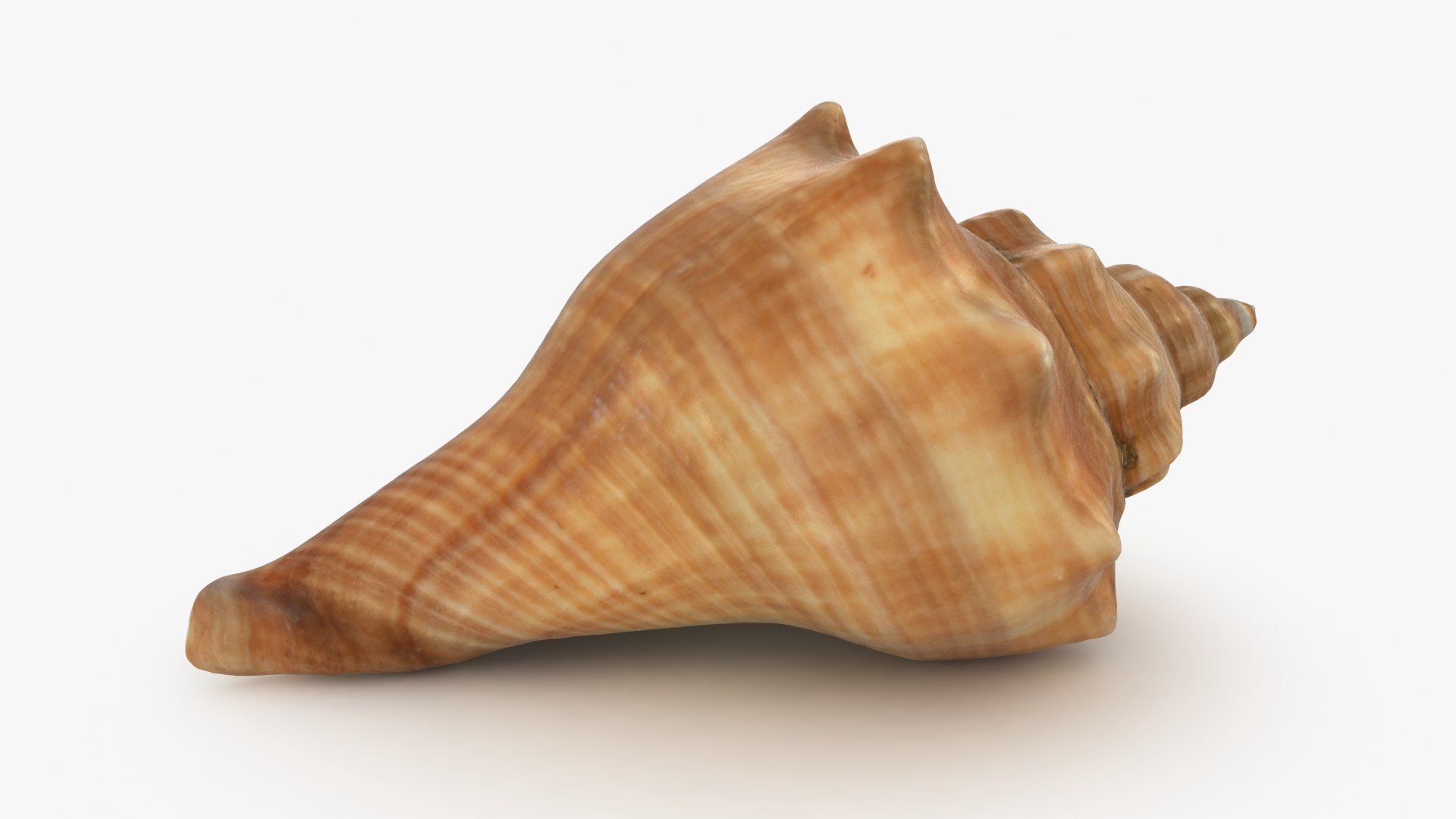 Sea Shell Seashell 3D Model - TurboSquid 1701035