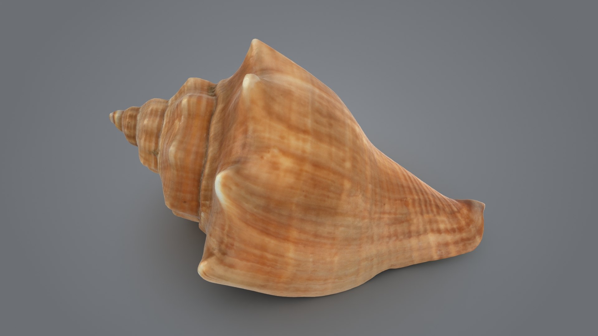 Sea shell seashell 3D model - TurboSquid 1701035