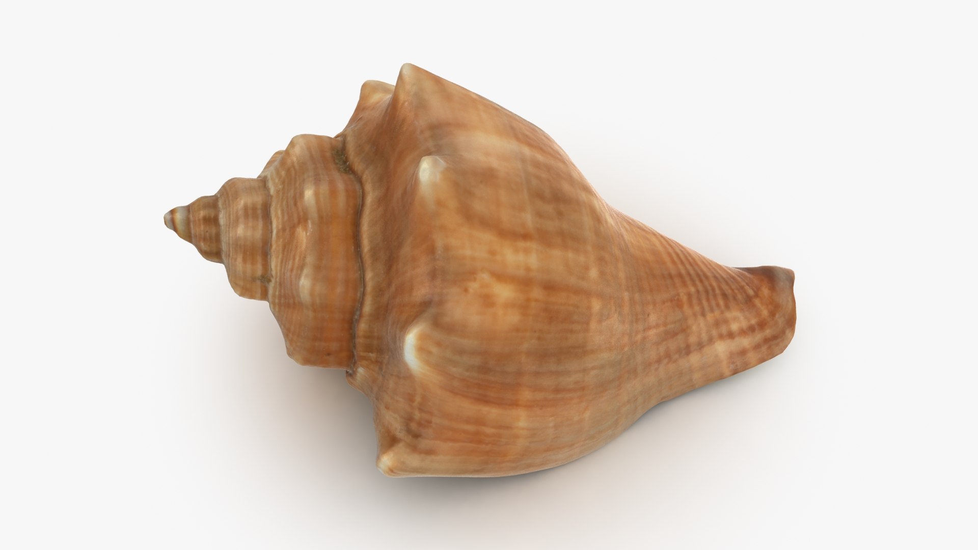 Sea Shell Seashell 3D Model - TurboSquid 1701035