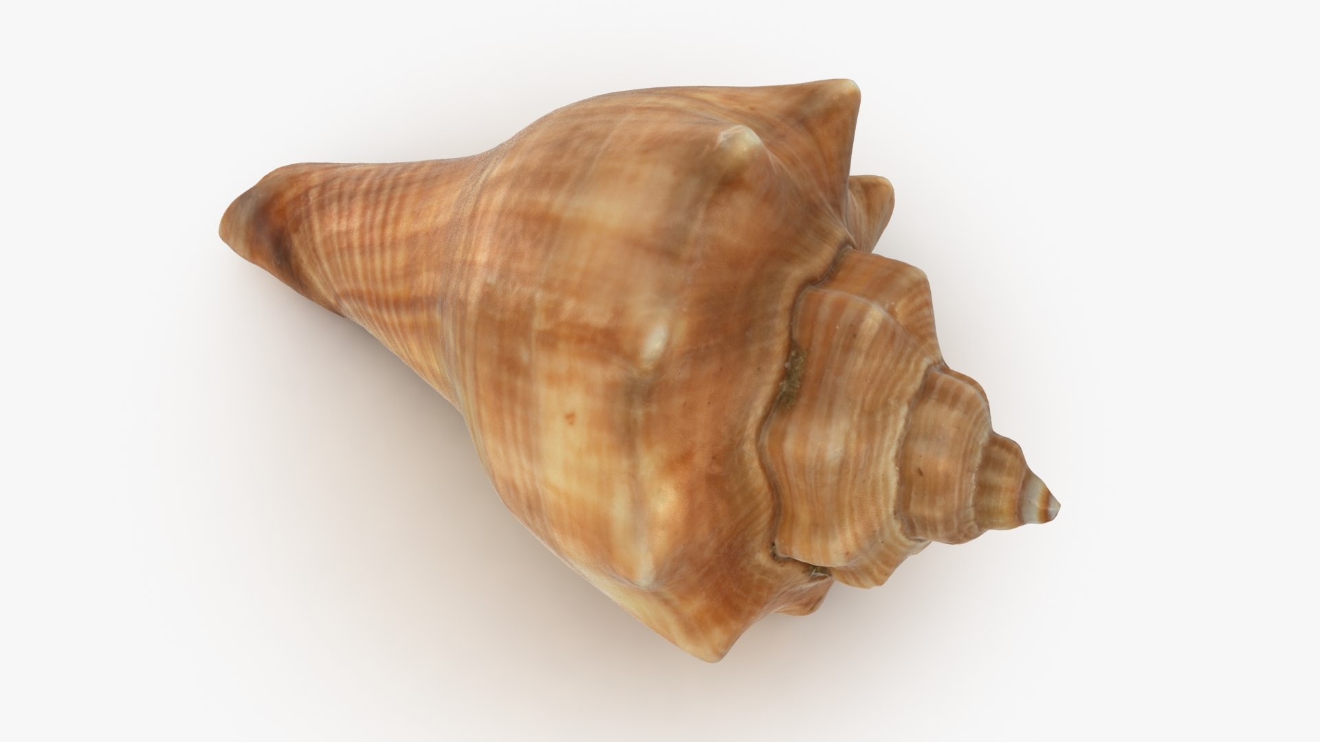 Sea Shell Seashell 3D Model - TurboSquid 1701035