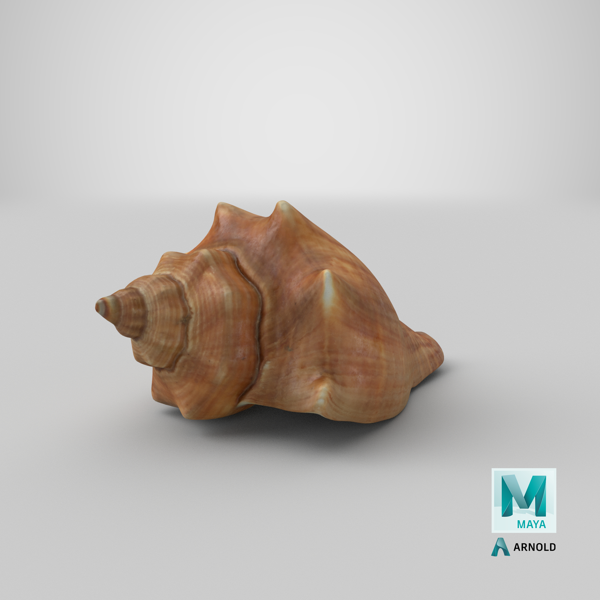 Sea shell seashell 3D model - TurboSquid 1701035