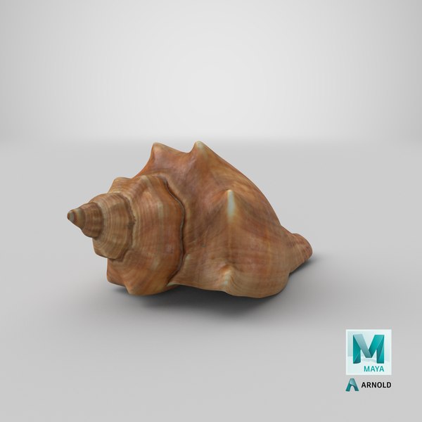 Sea shell seashell 3D model - TurboSquid 1701035