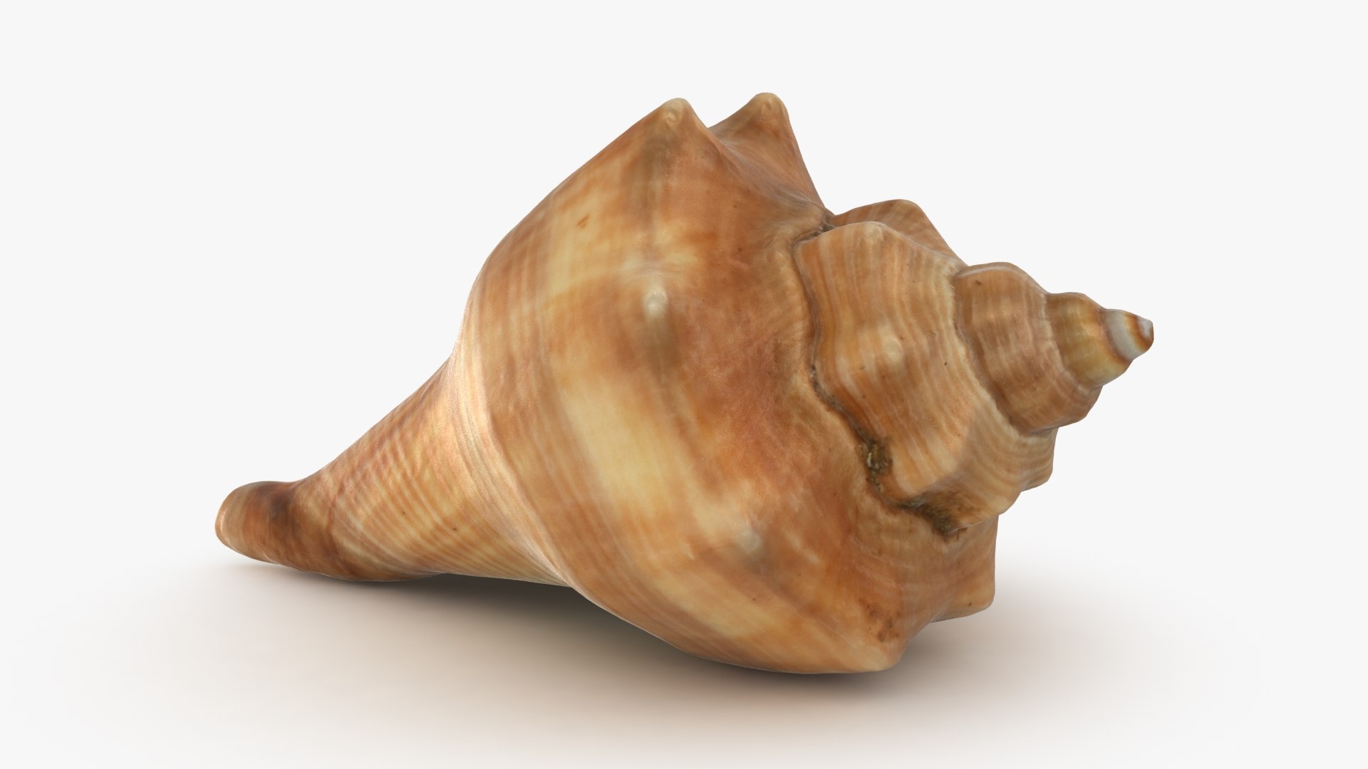 Sea Shell Seashell 3D Model - TurboSquid 1701035