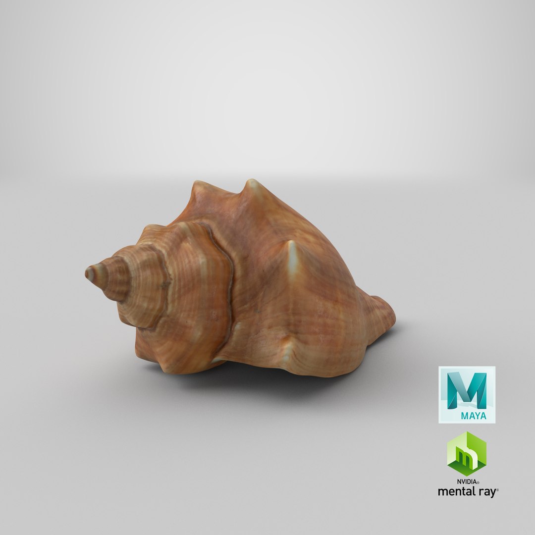 Sea shell seashell 3D model - TurboSquid 1701035