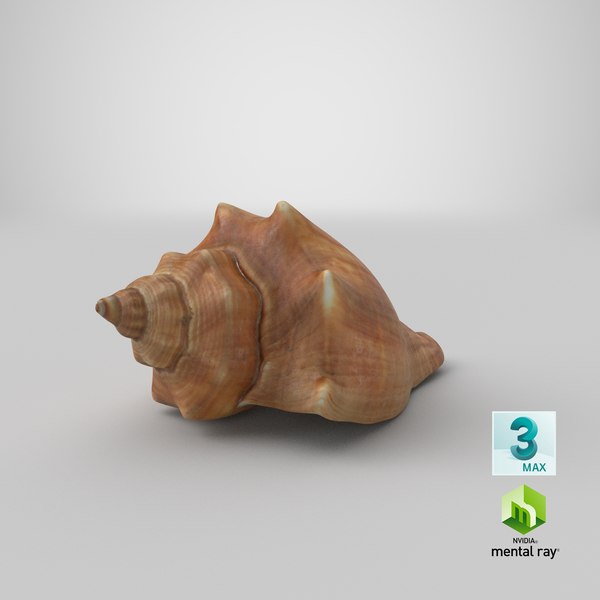 Sea shell seashell 3D model - TurboSquid 1701035