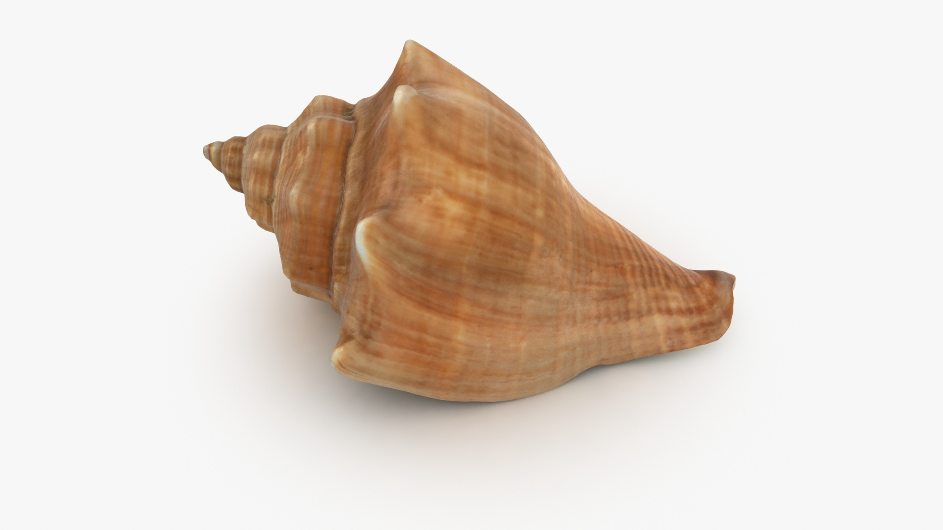 Sea Shell Seashell 3D Model - TurboSquid 1701035