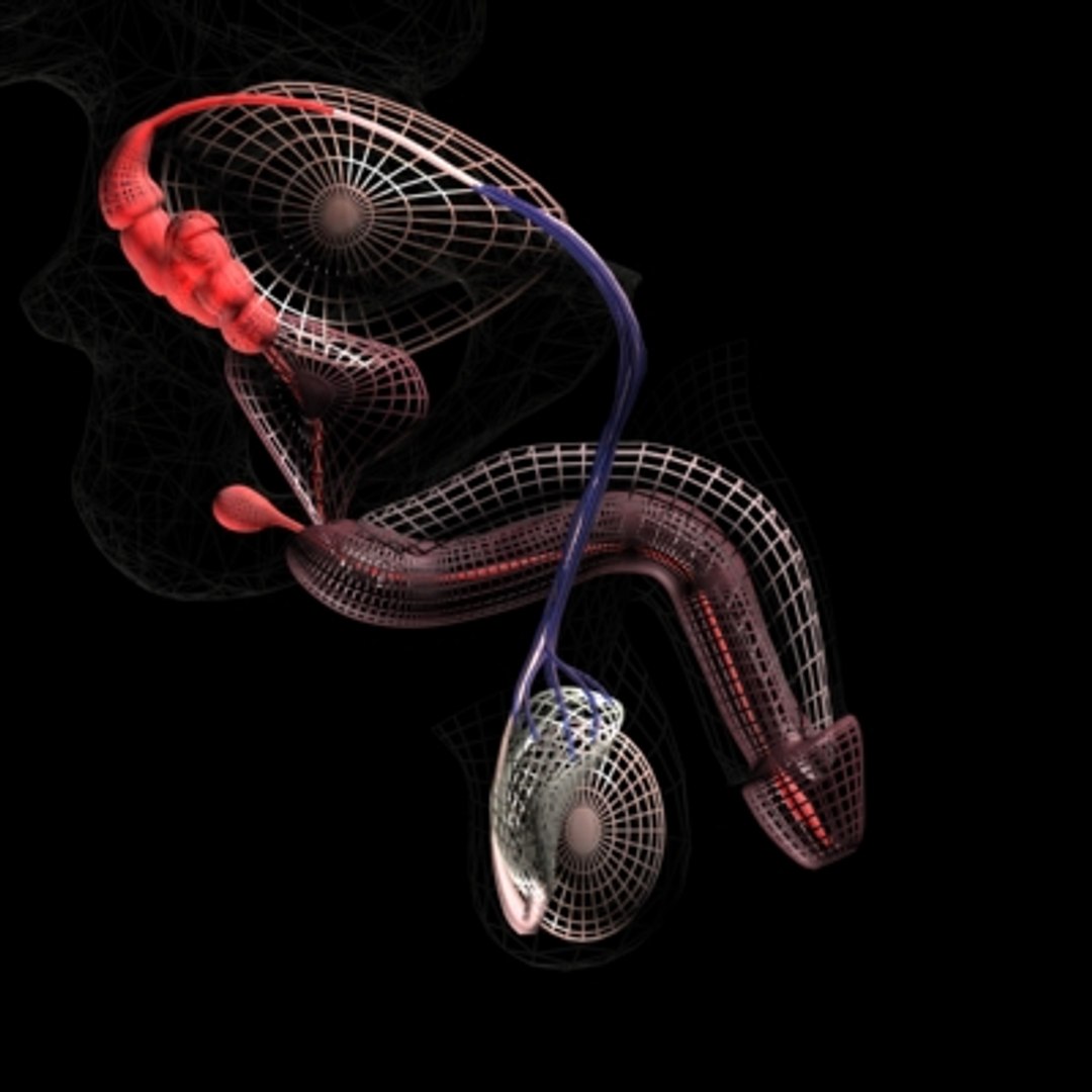 Male Reproductive 3d Model
