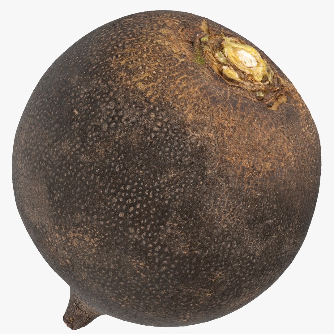 3D Black Turnip 03 Model - TurboSquid 1460050